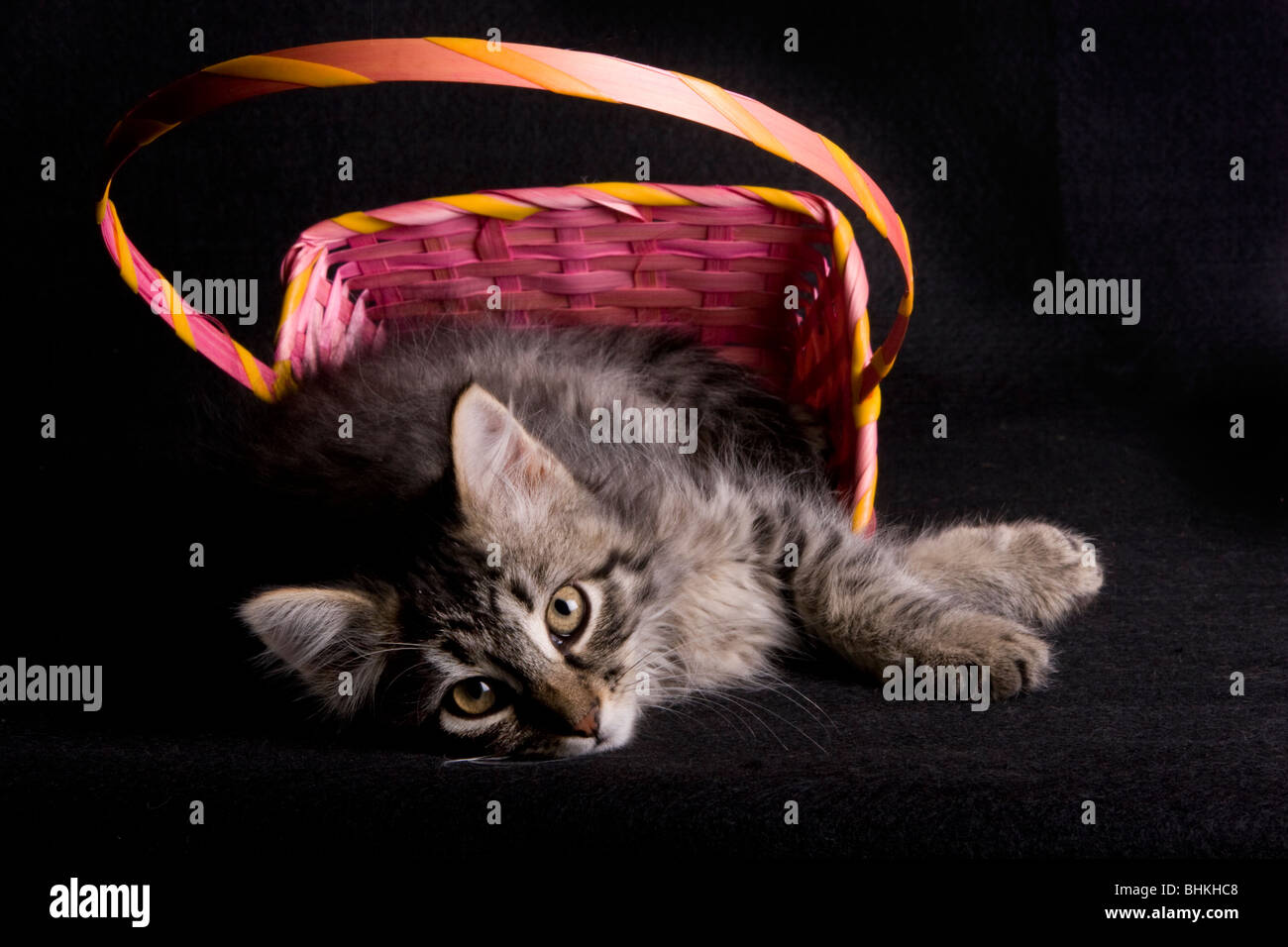 Cat falling out of basket Stock Photo - Alamy