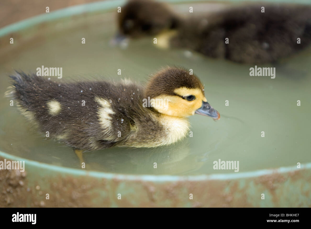 ducking swimming in water Stock Photo - Alamy