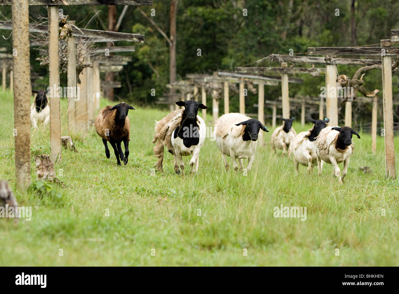 Dorper sheep hi-res stock photography and images - Alamy