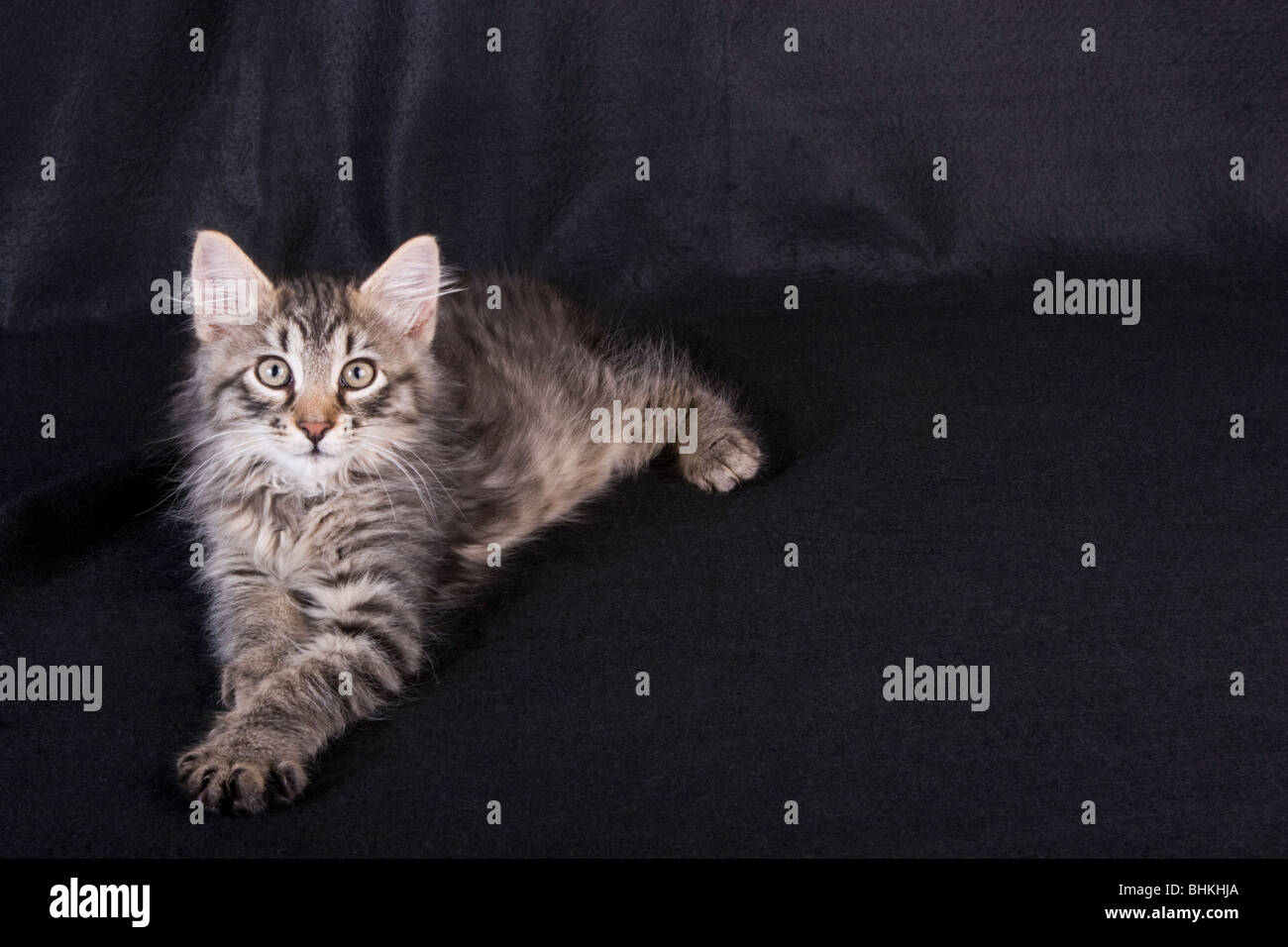 Cats are resting hi-res stock photography and images - Alamy