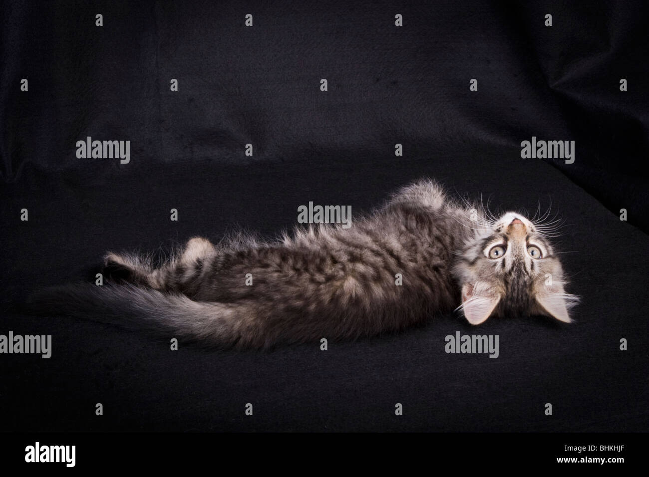 Cats are resting hi-res stock photography and images - Alamy