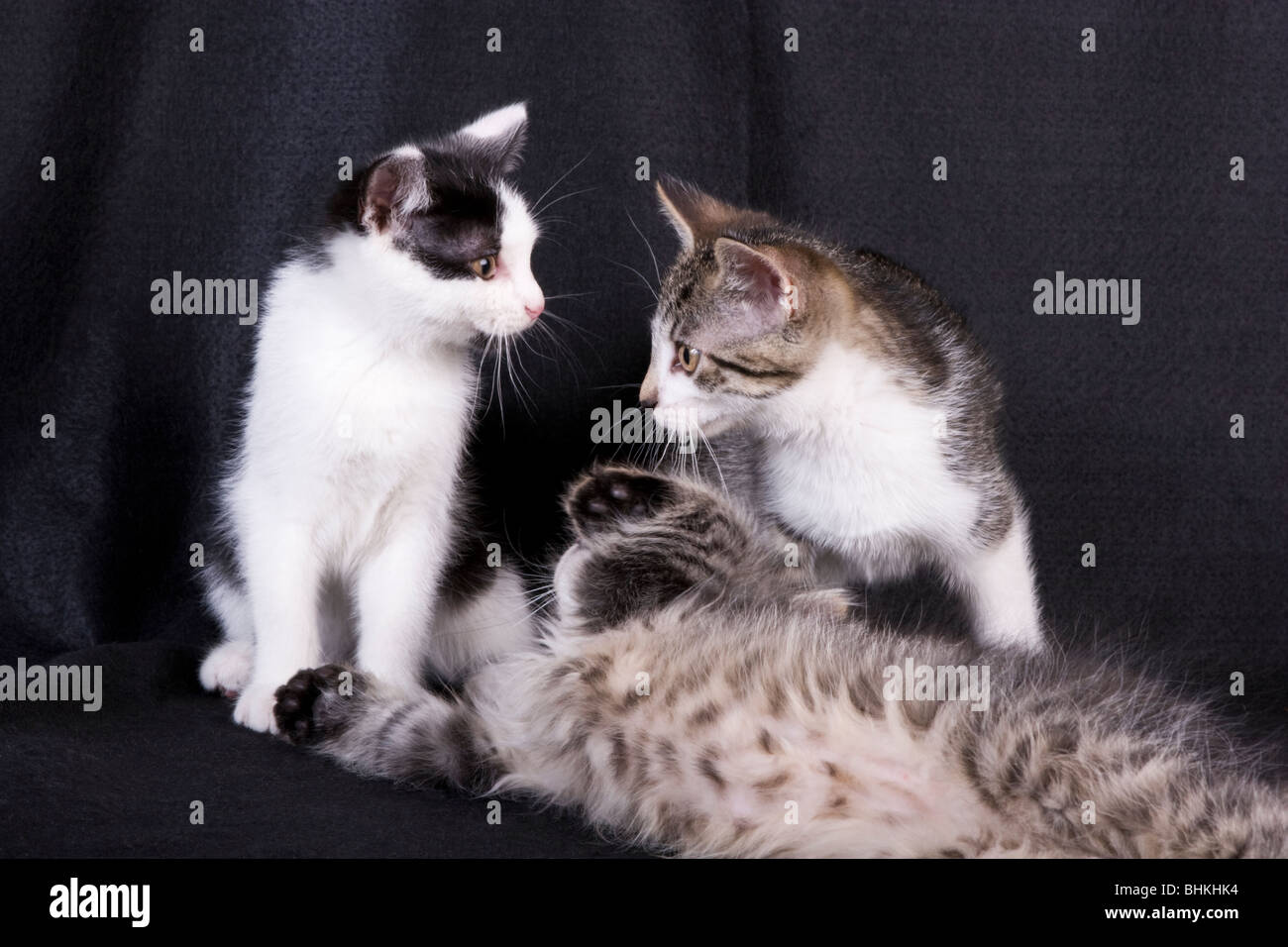 Two cats standing over cat lying down Stock Photo - Alamy