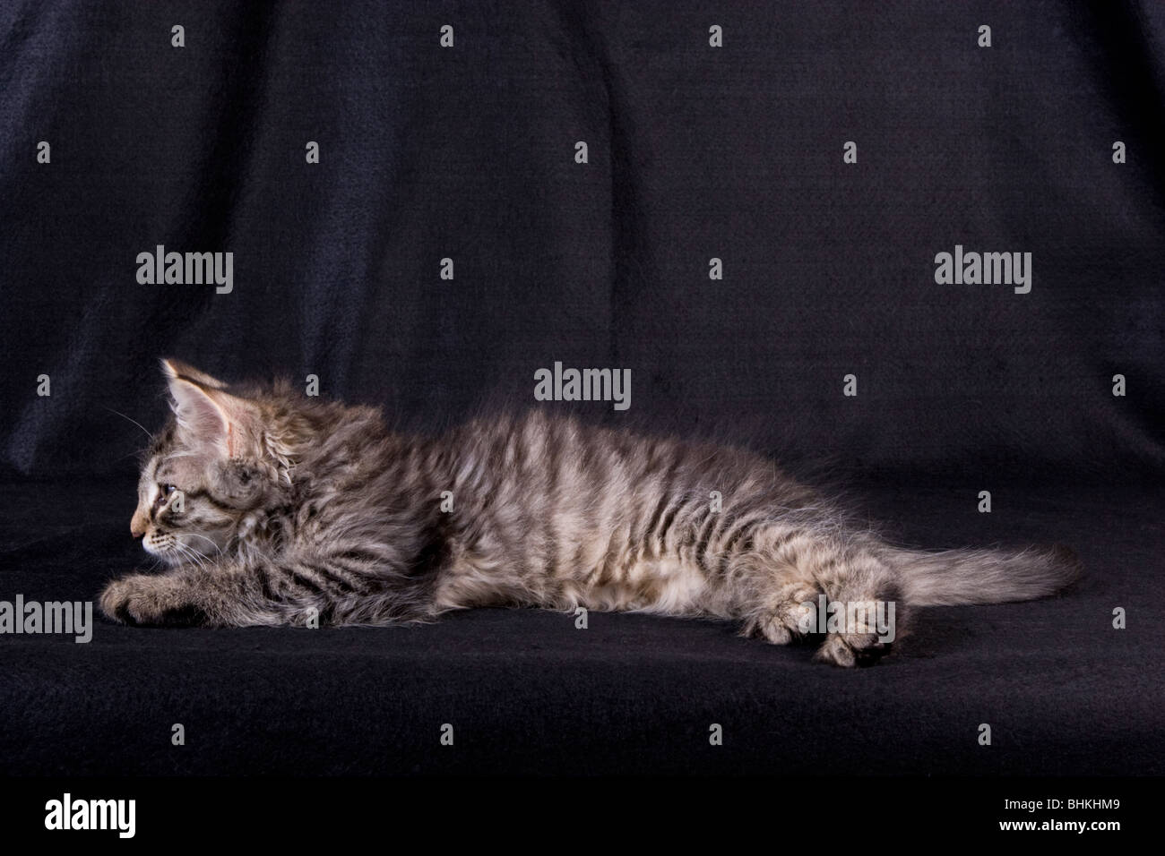 Cat reclining Stock Photo - Alamy