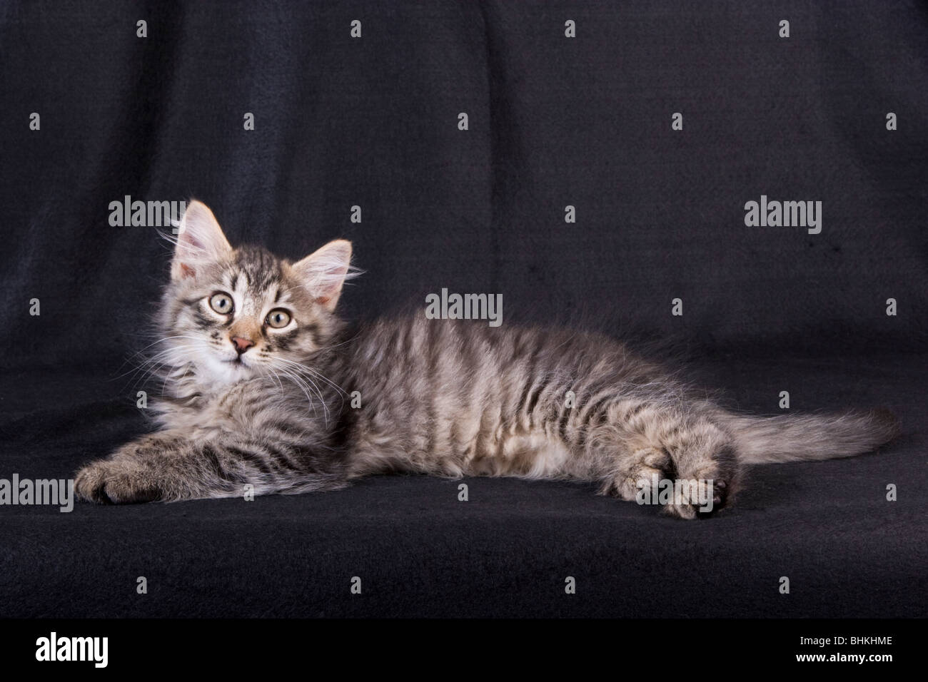 Cats are resting hi-res stock photography and images - Alamy