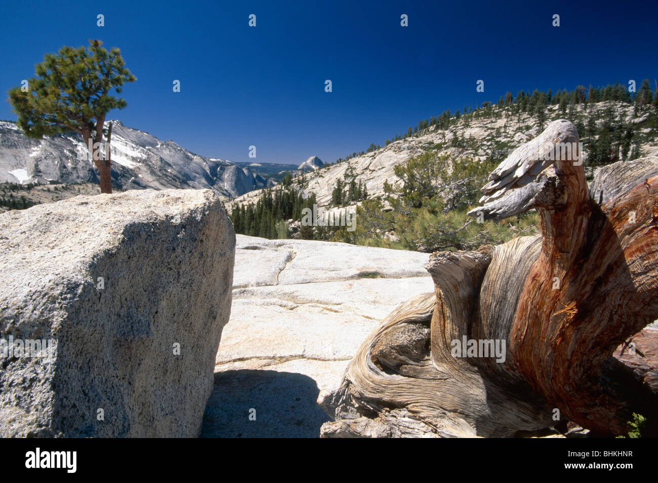 Yosemite national park olmstead point rock and pine tree hi-res stock ...