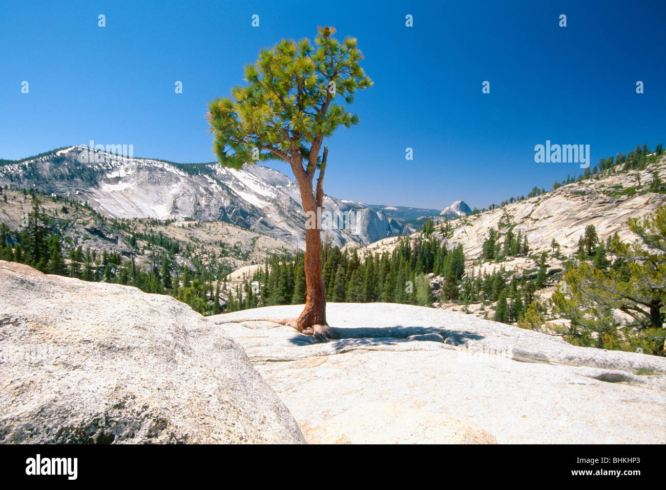 Yosemite national park olmstead point rock and pine tree hi-res stock ...