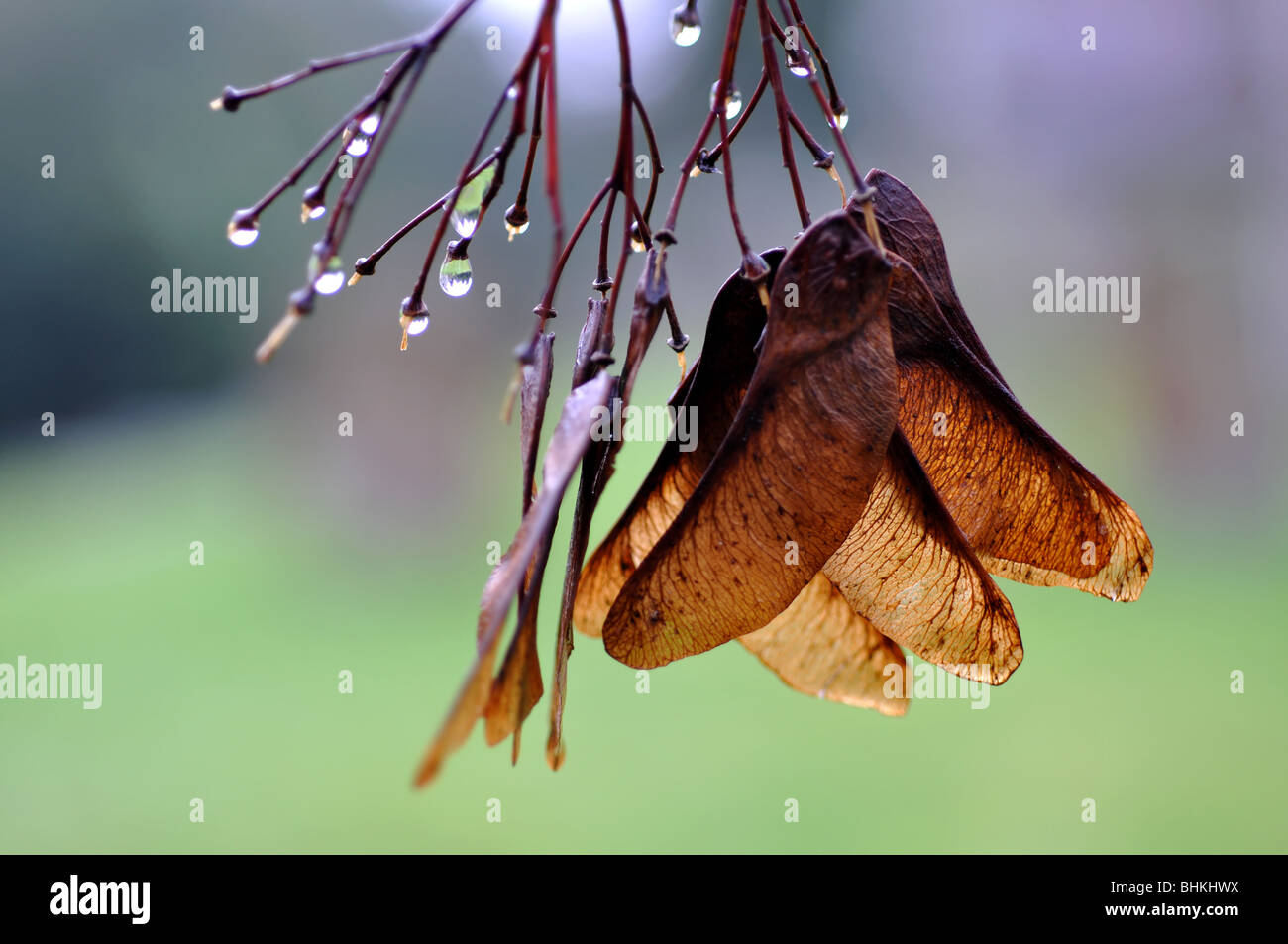 Sycamore tree winter hi-res stock photography and images - Alamy