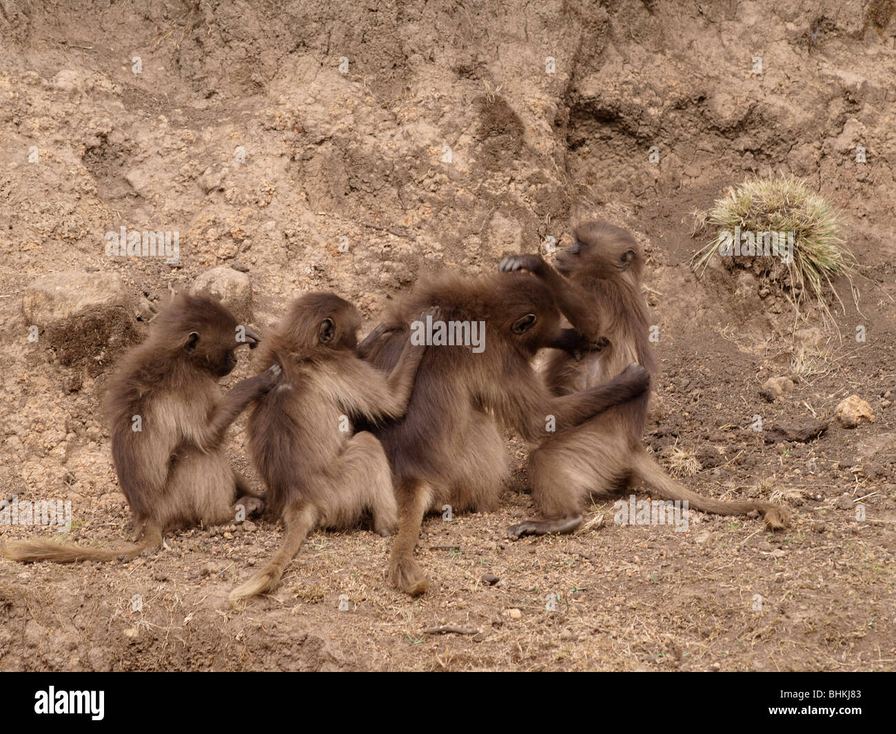 Preen up hi-res stock photography and images - Alamy