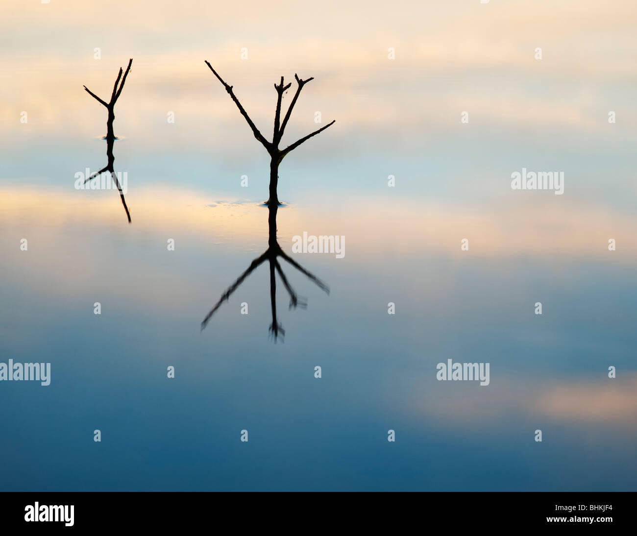 Sticks reflecting in a still pool at dawn in india Stock Photo - Alamy
