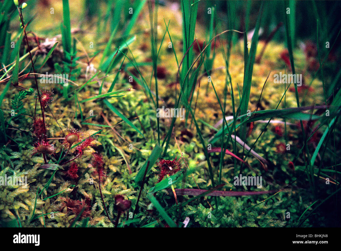 Carniverous Sundew plants growing in a bog on The Sheep's Head ...
