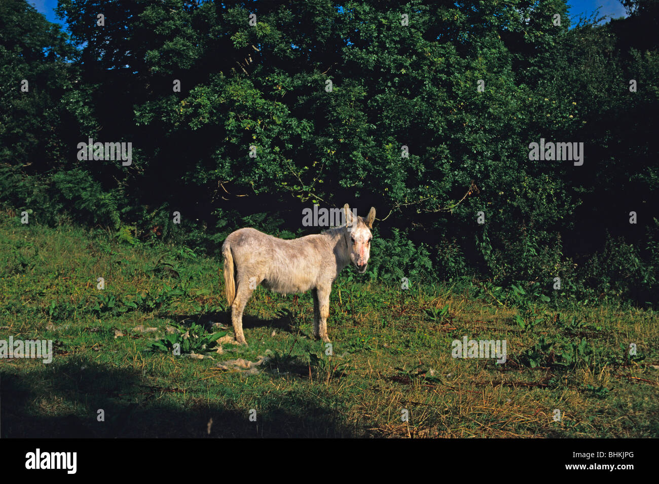 Donkey walks hi-res stock photography and images - Alamy