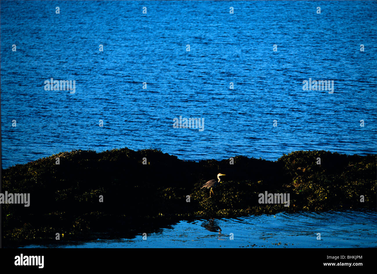 Grey heron ireland hi-res stock photography and images - Alamy