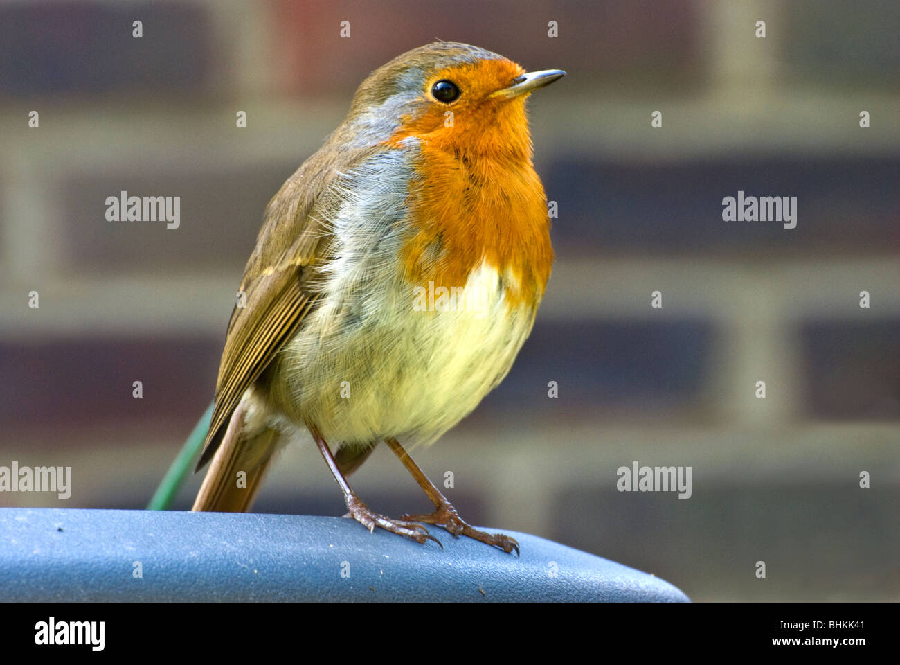 Robin in the sun Stock Photo - Alamy