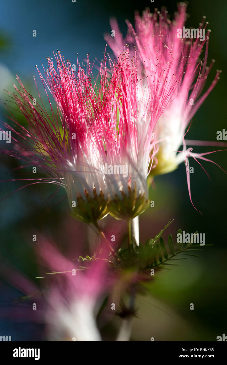 Calliandra haematocephala red puff flower hi-res stock photography and ...