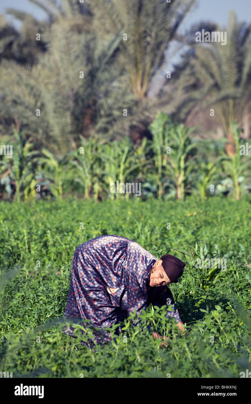 Worker egypt hi-res stock photography and images - Alamy