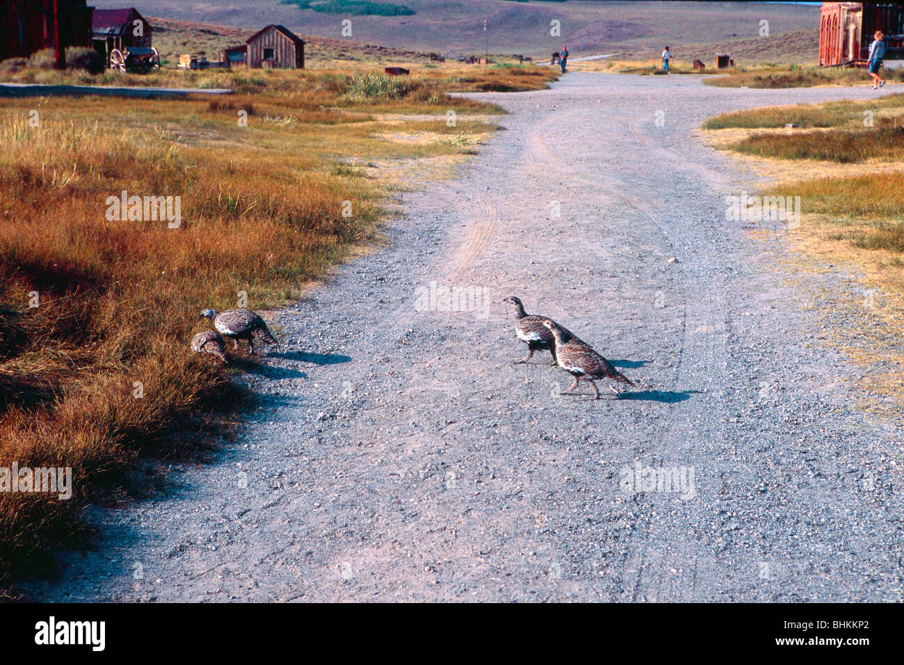 Flock of Grouse is Crossing the Street in Bodie, California Stock Photo ...