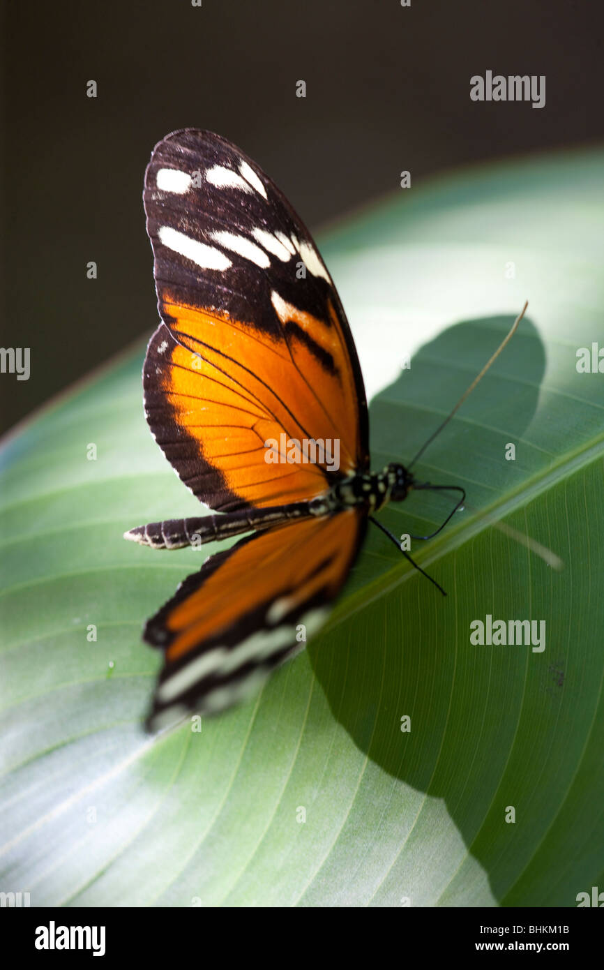 Costa rican monarch butterfly hi-res stock photography and images - Alamy