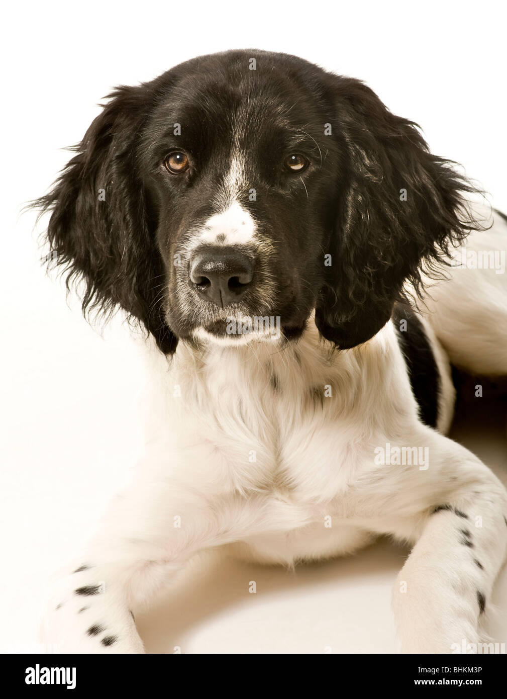 Black and white Large Munsterlander puppy lying on white background ...