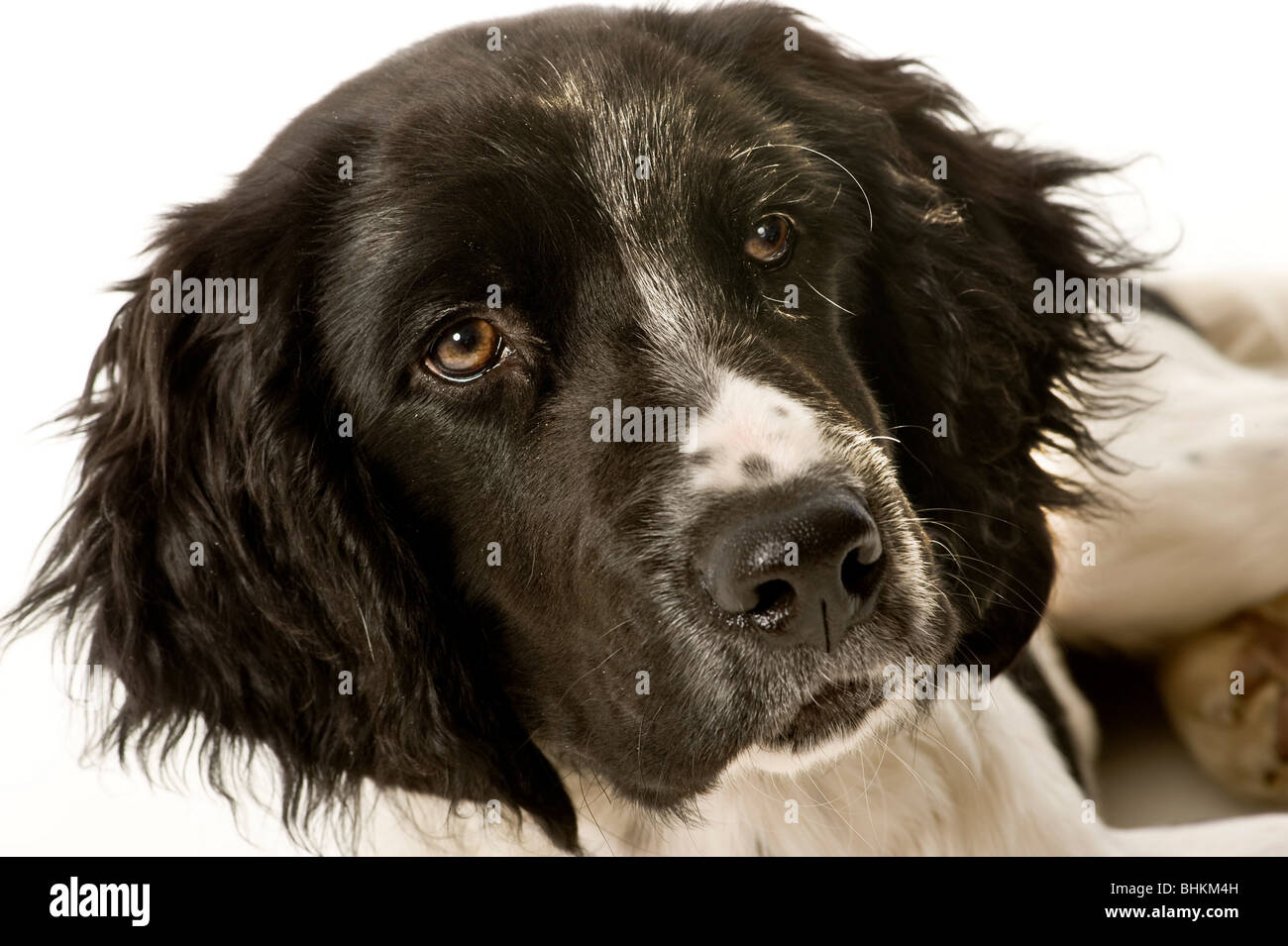 Black patch on nose hi-res stock photography and images - Alamy