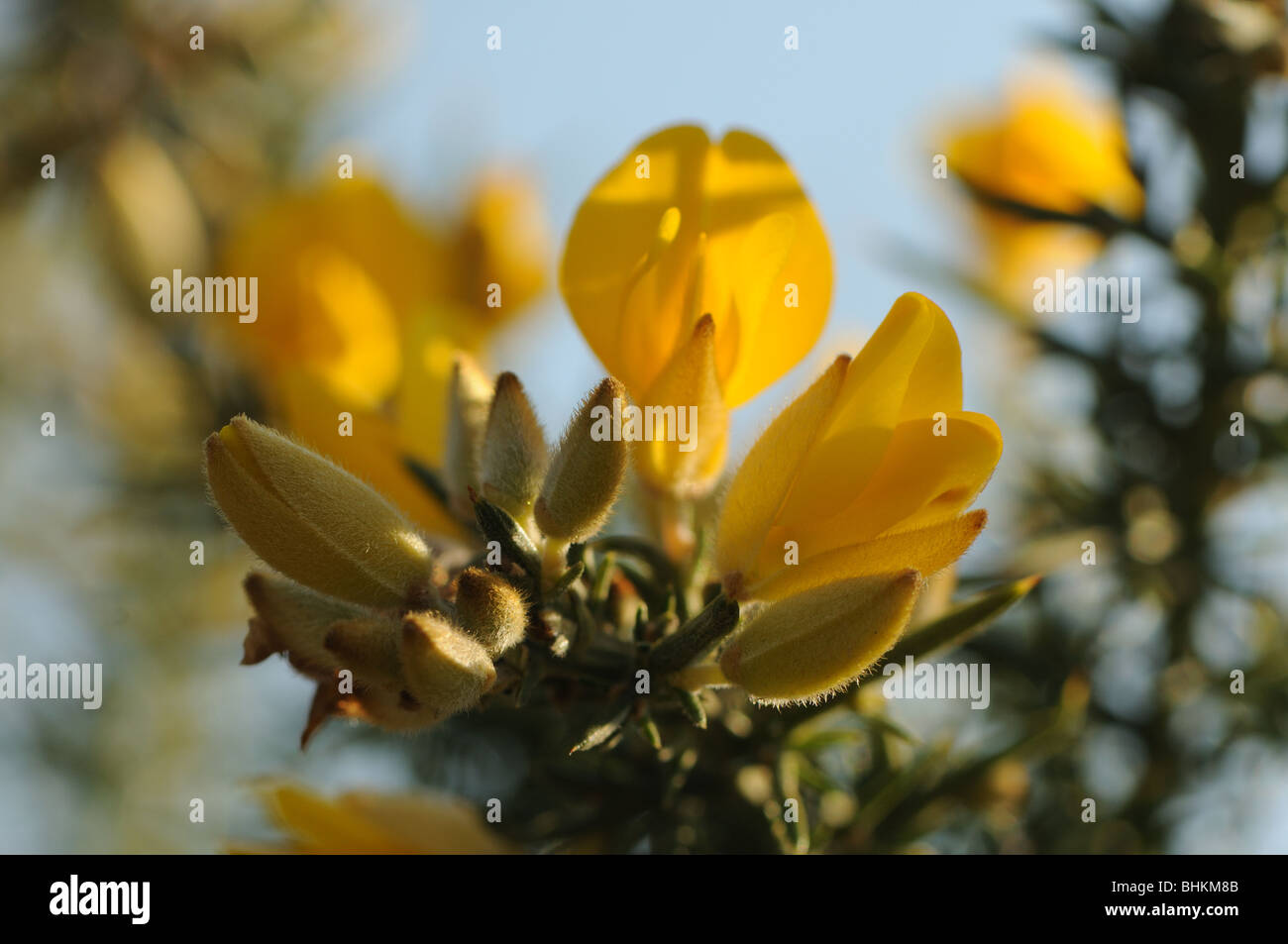 Gorse flowers hi-res stock photography and images - Alamy