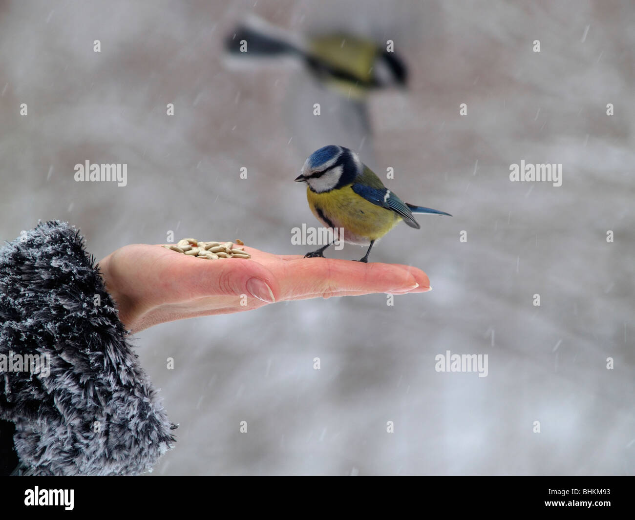 Small titmouse bird in women's hand winter Stock Photo - Alamy