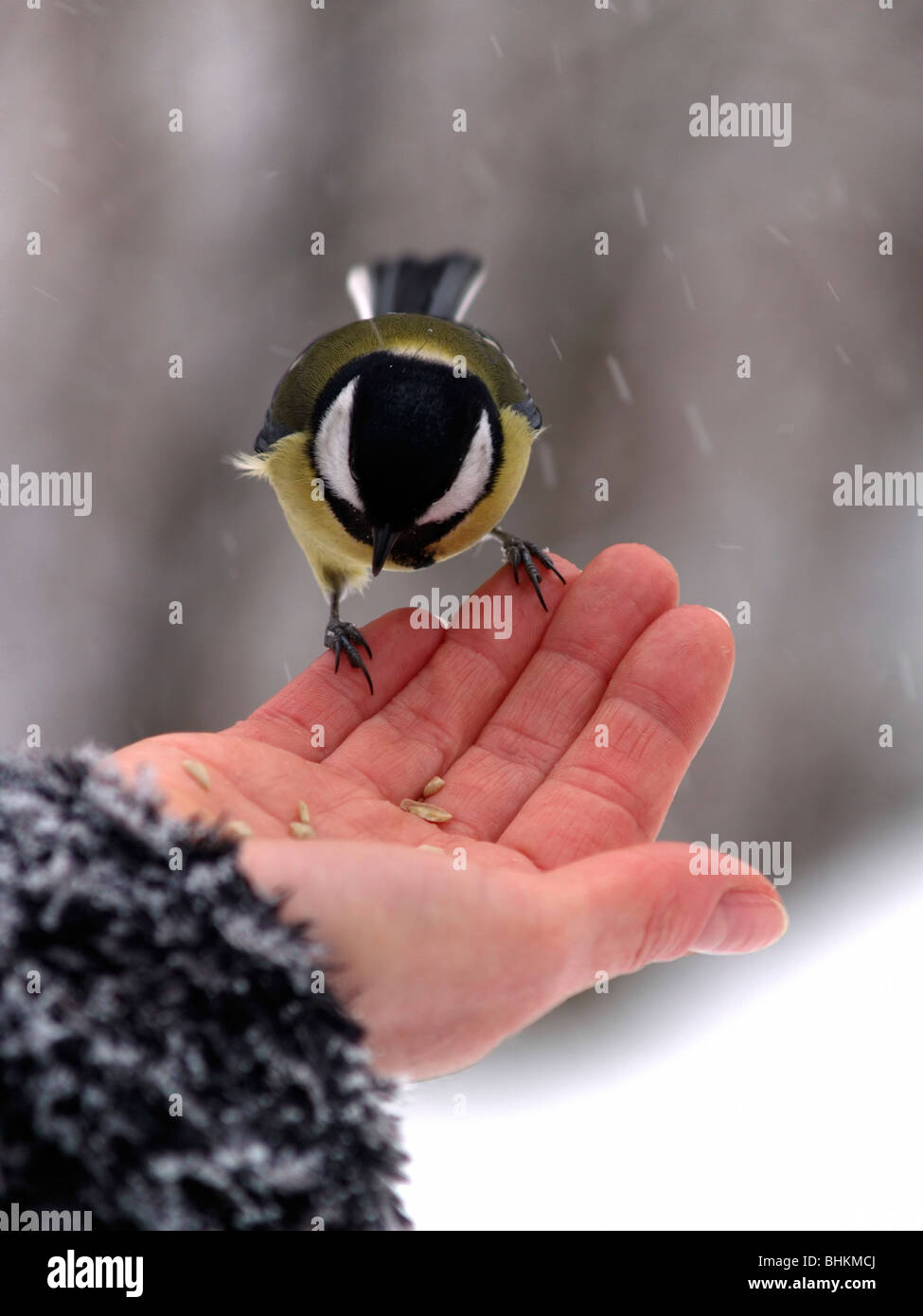 Small titmouse bird in women's hand winter Stock Photo - Alamy