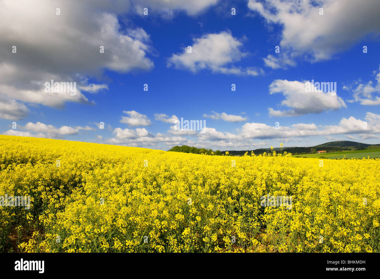 rape seed in nature Stock Photo - Alamy