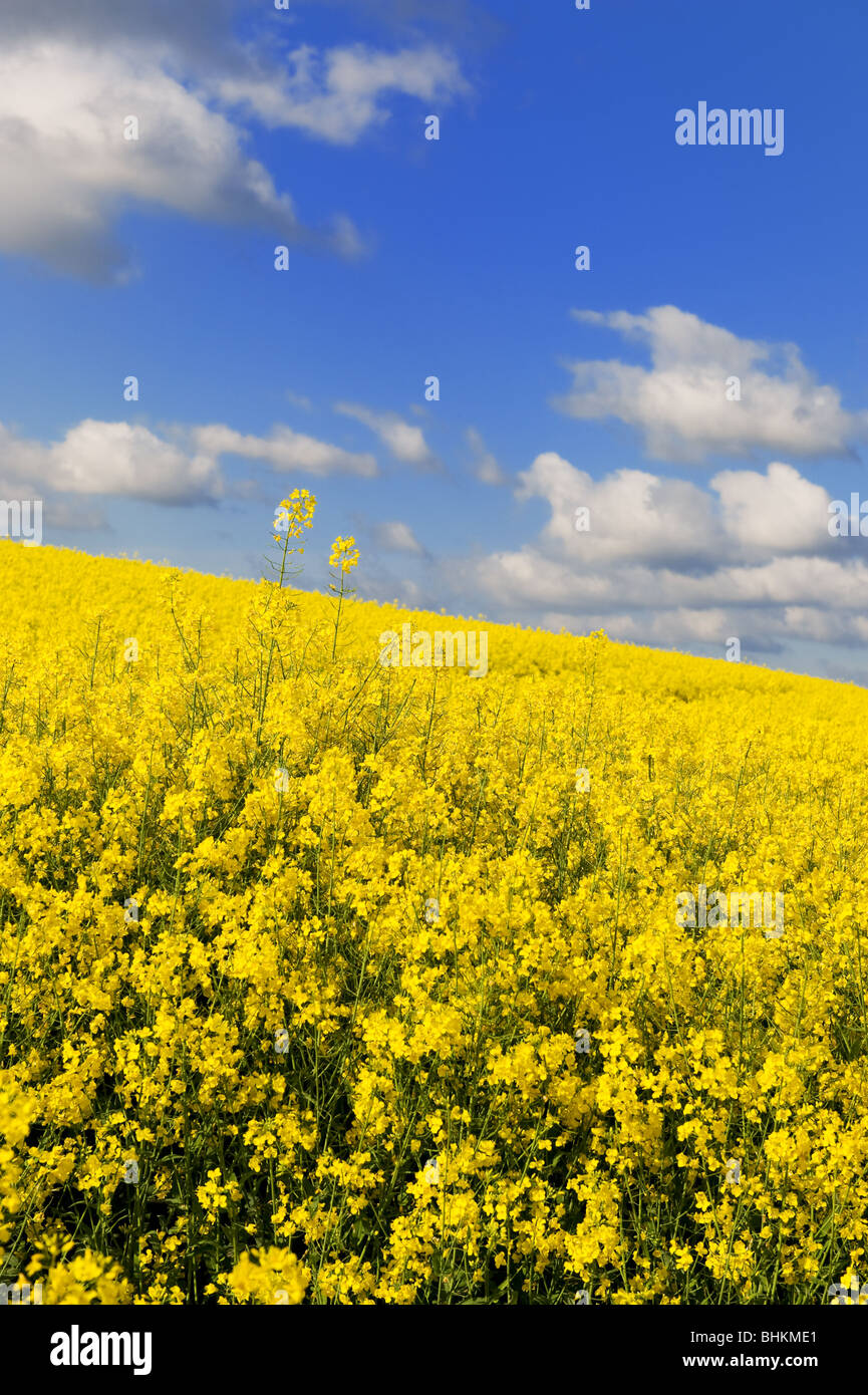 rape seed in nature Stock Photo - Alamy