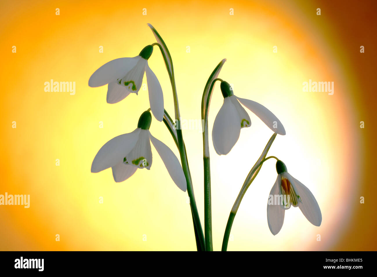 Snowdrop silhouette hi-res stock photography and images - Alamy