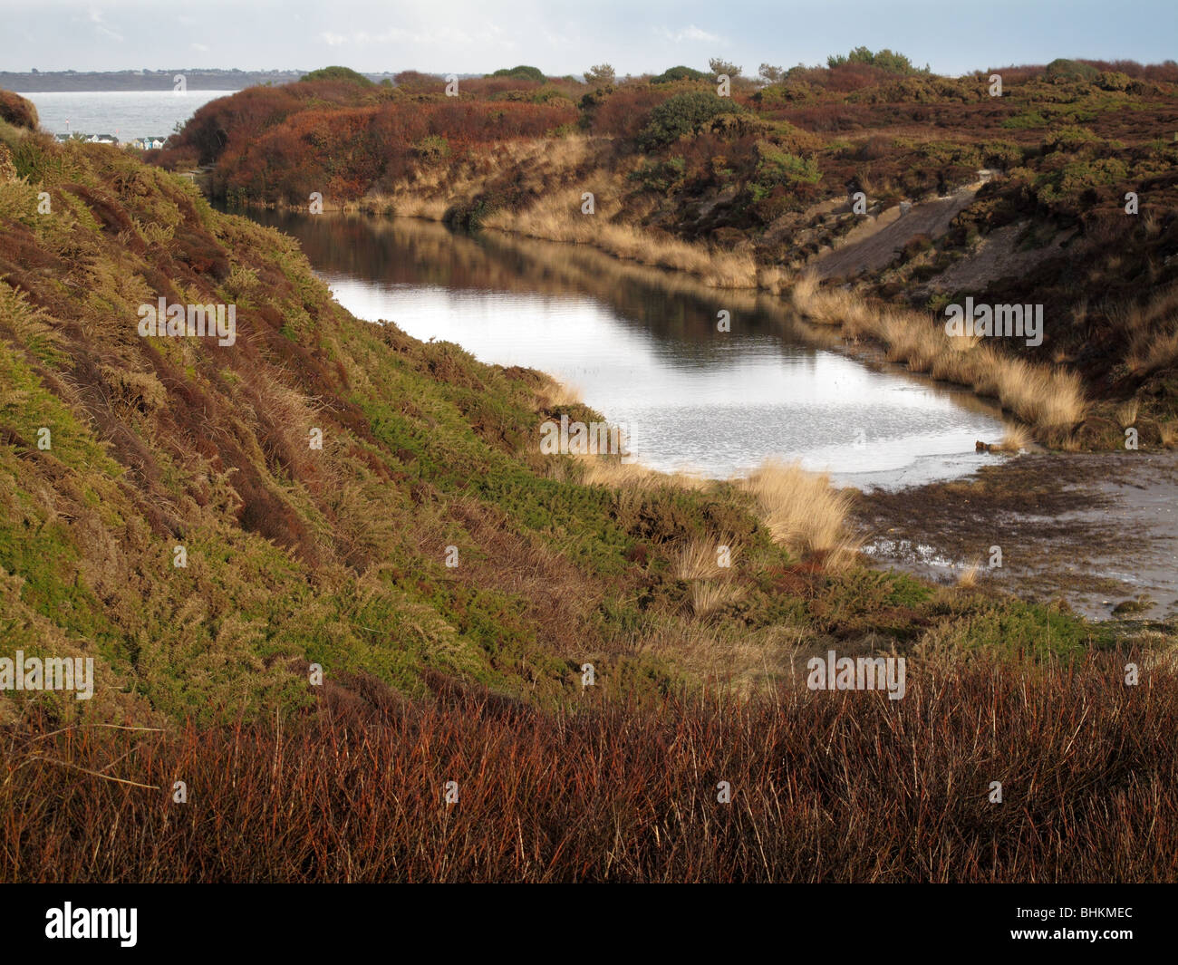 Pond habitat hi-res stock photography and images - Alamy
