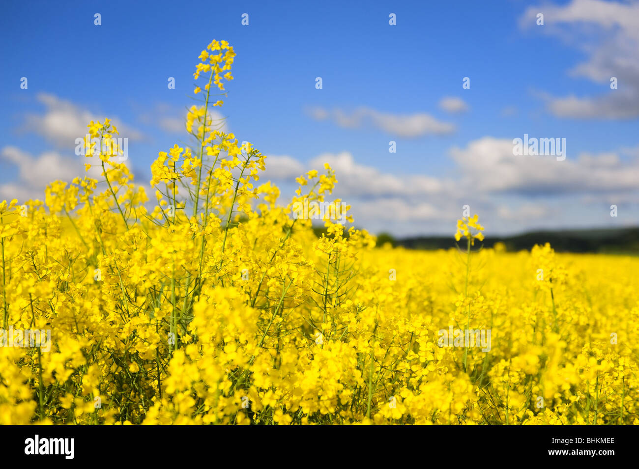 rape seed in nature Stock Photo - Alamy