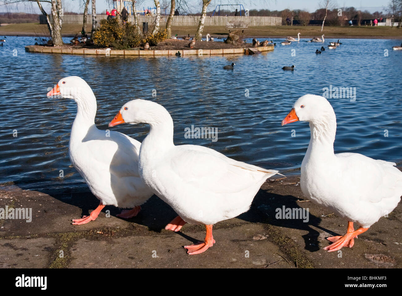 Aylesbury ducks hi-res stock photography and images - Alamy
