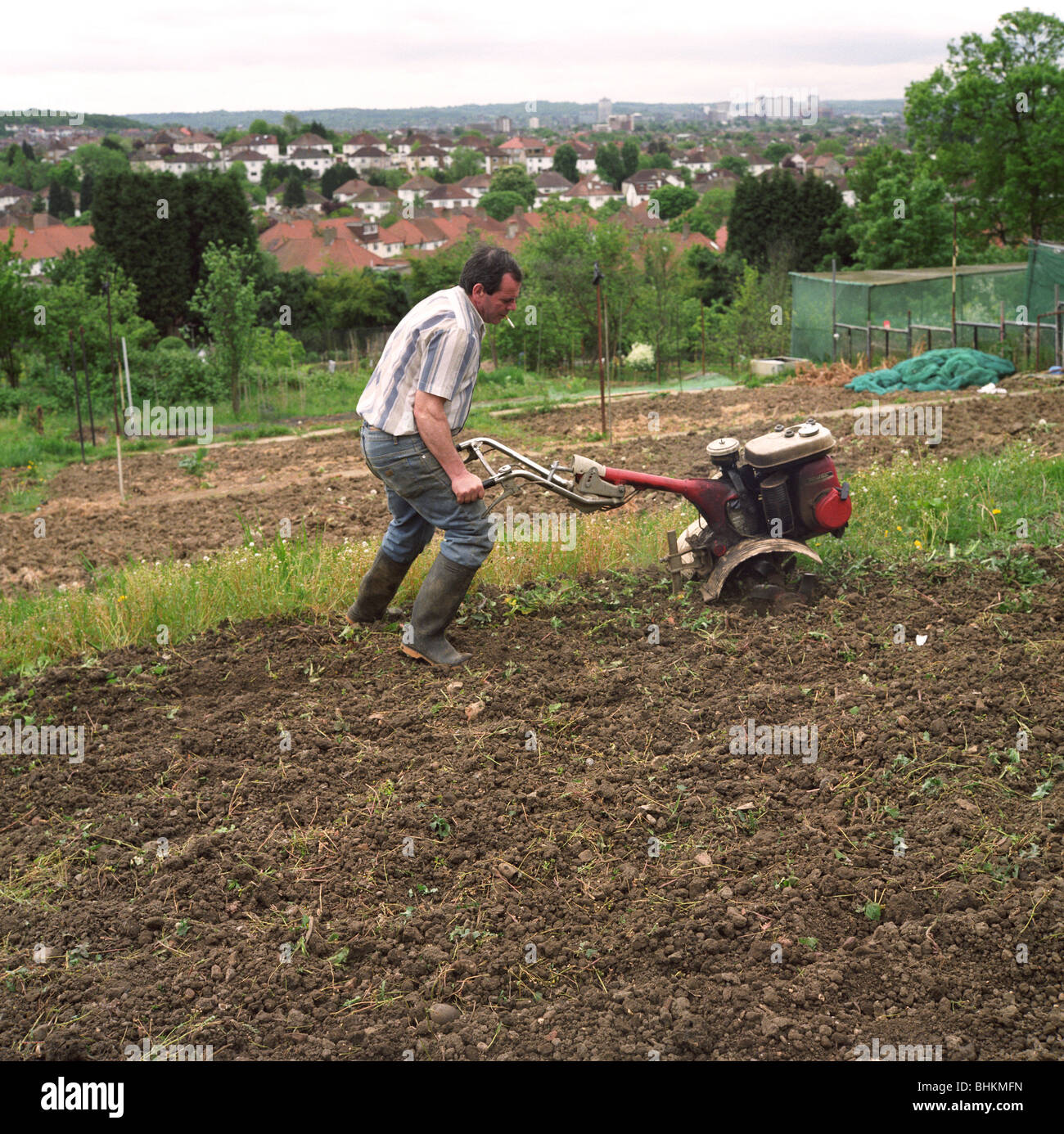 A man digging his allotment in south London using a mechanical ...