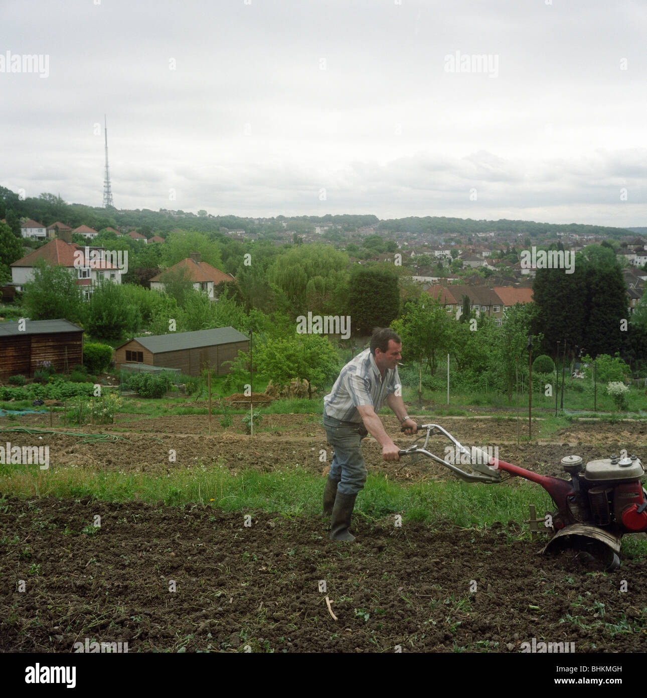A man digging his allotment in south London using a mechanical ...