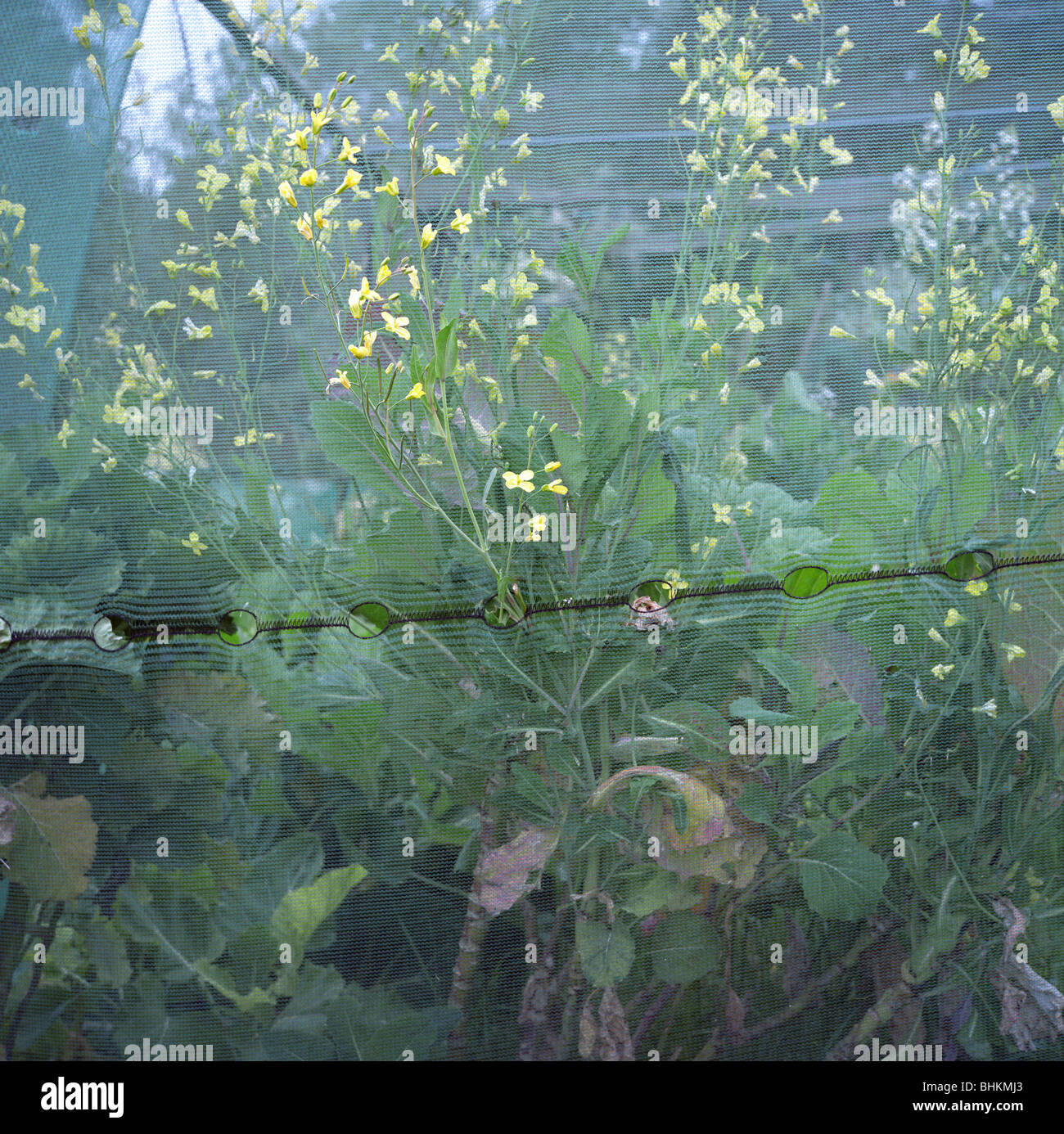 Protective netting covering a vegetable plot on an allotment in South ...