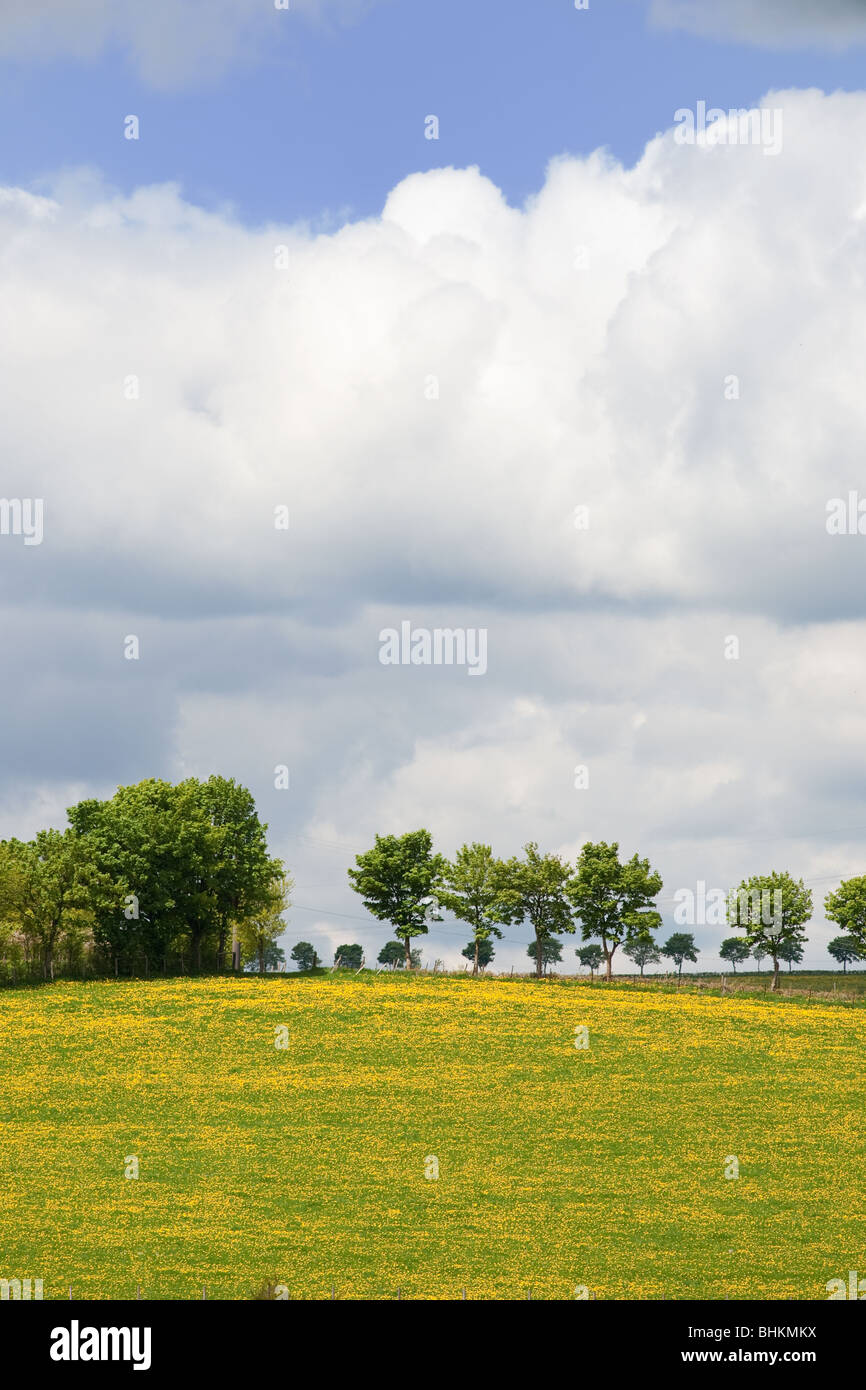 Tree in landscape Stock Photo - Alamy