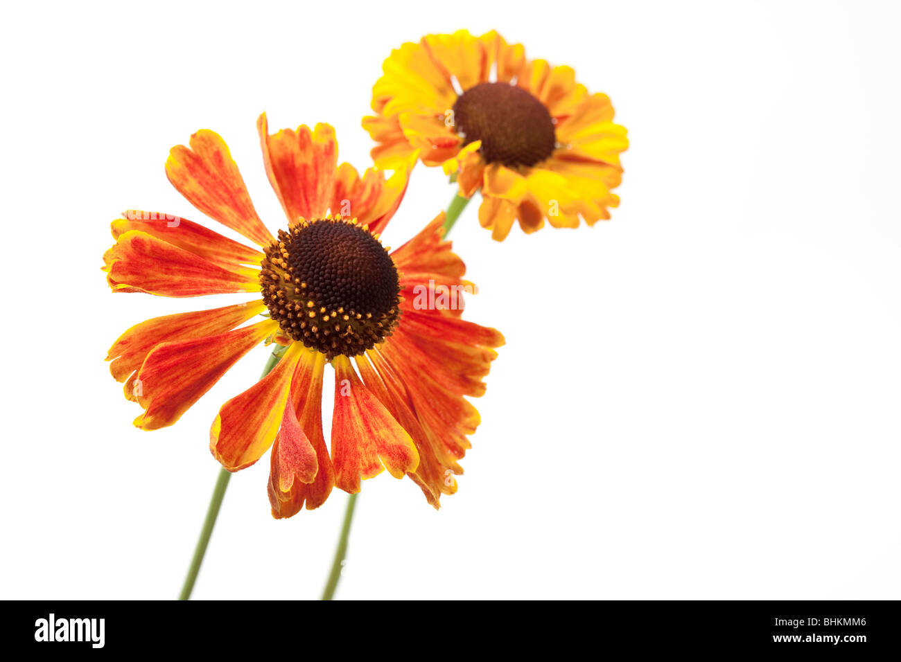 Helenium Ruby Dwarf Stock Photo - Alamy