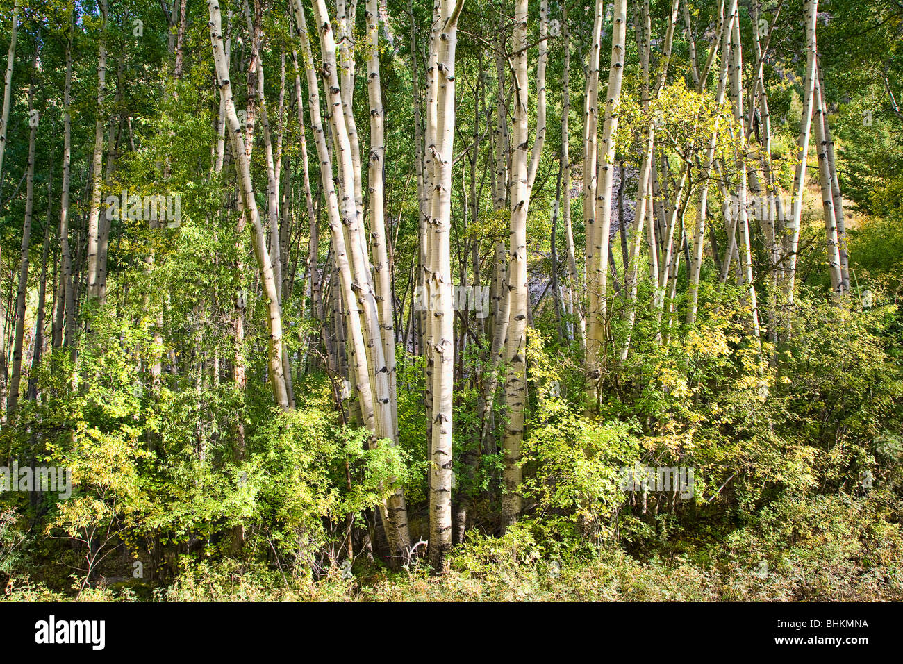 An aspen tree stand in the Rocky Mountains of Colorado Stock Photo - Alamy