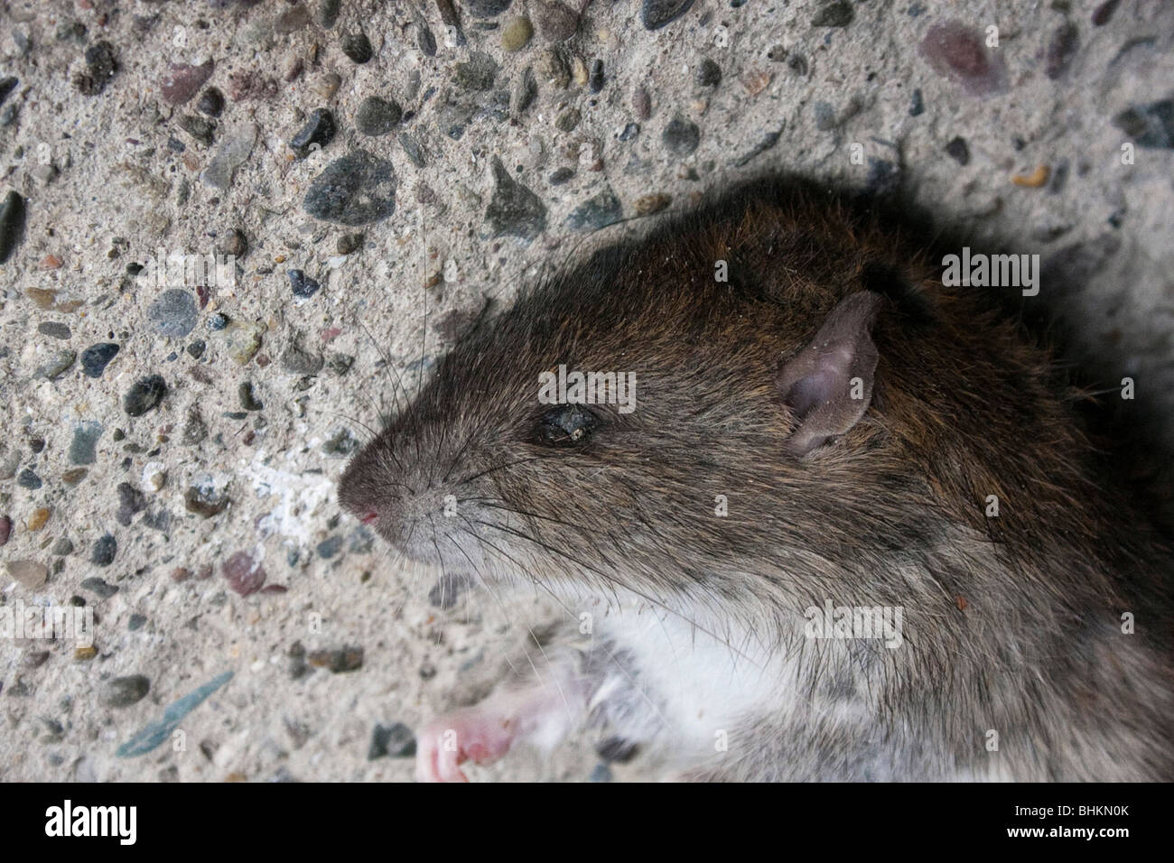 head Common long tailed Brown Rat head (Rattus norvegicus) dead, Killed ...