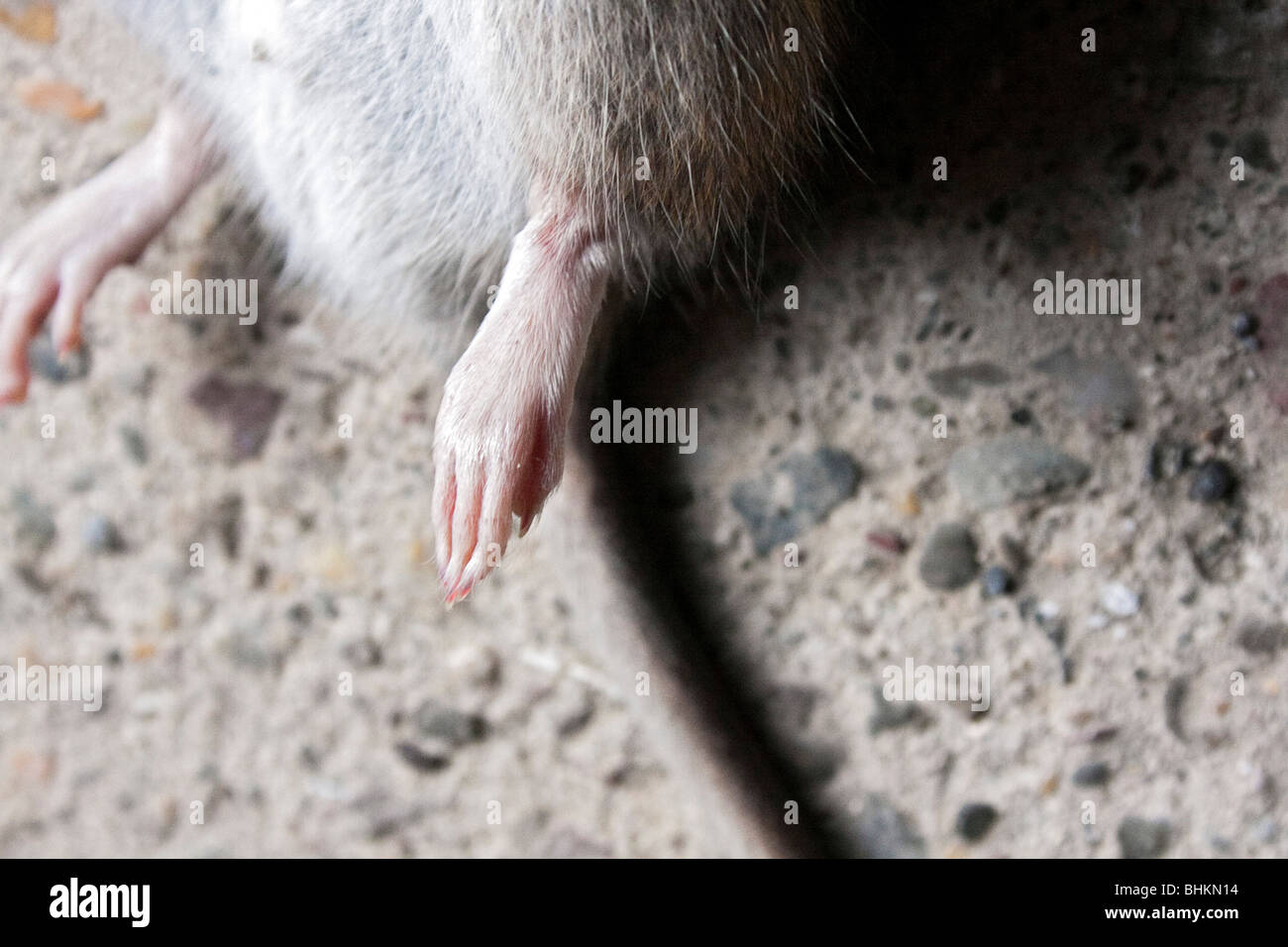 Common long tailed Brown Rat (Rattus norvegicus) dead, Killed. Long ...