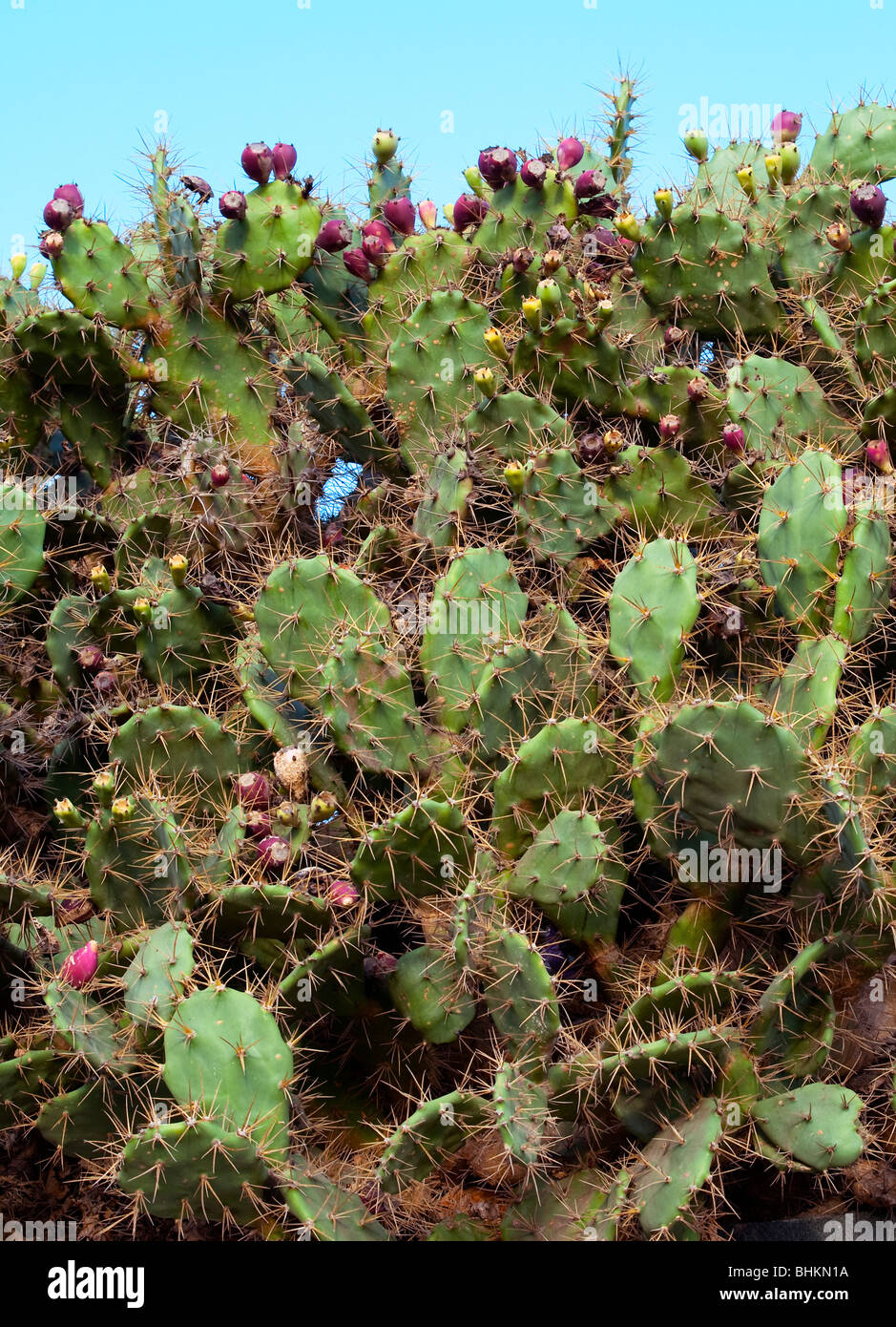 Barbary fig hi-res stock photography and images - Alamy
