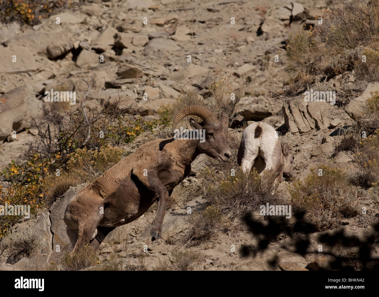 Bighorn ram climbing mountain hi-res stock photography and images - Alamy