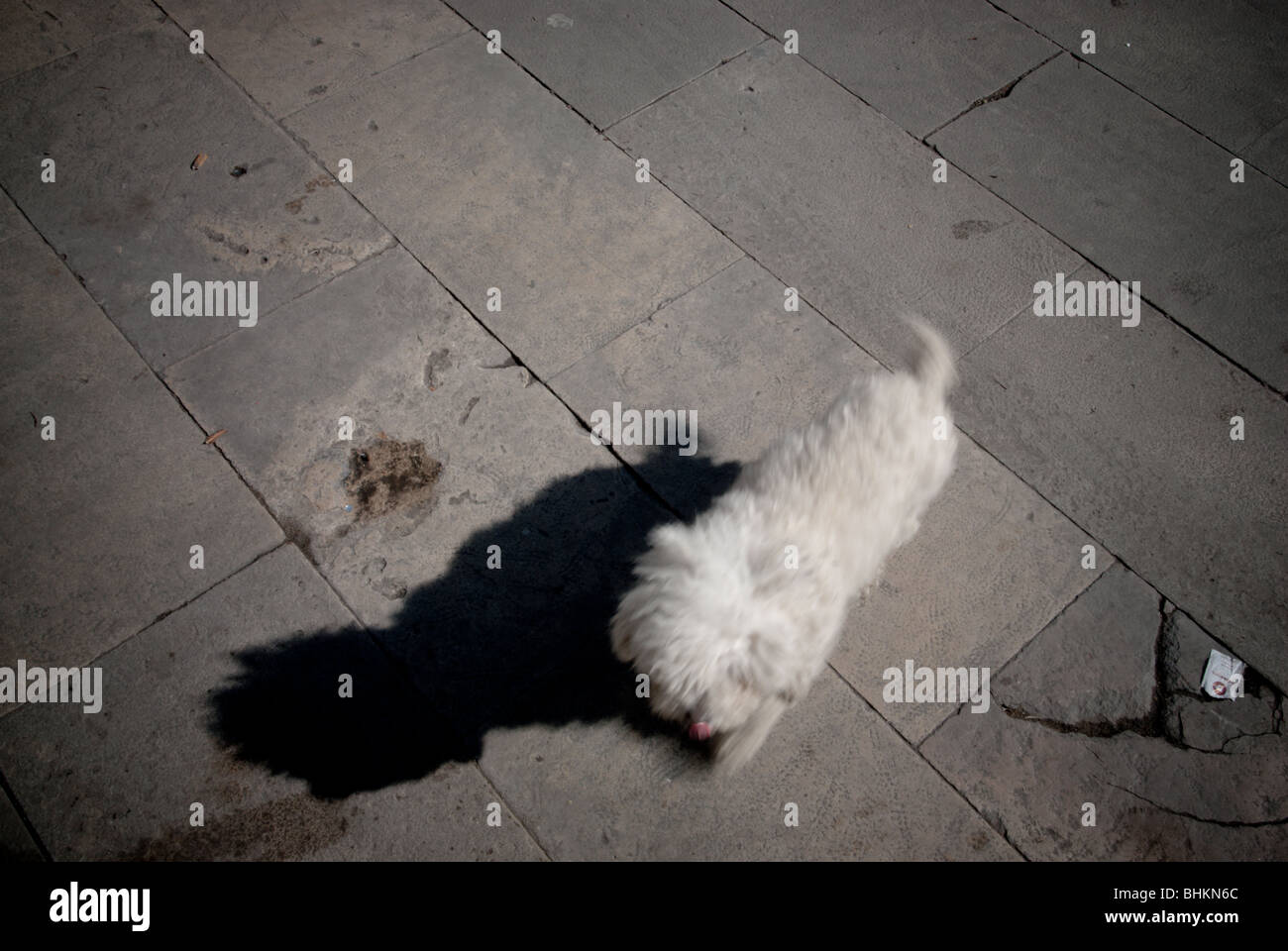 A small dog and its shadow on the pavement Stock Photo - Alamy