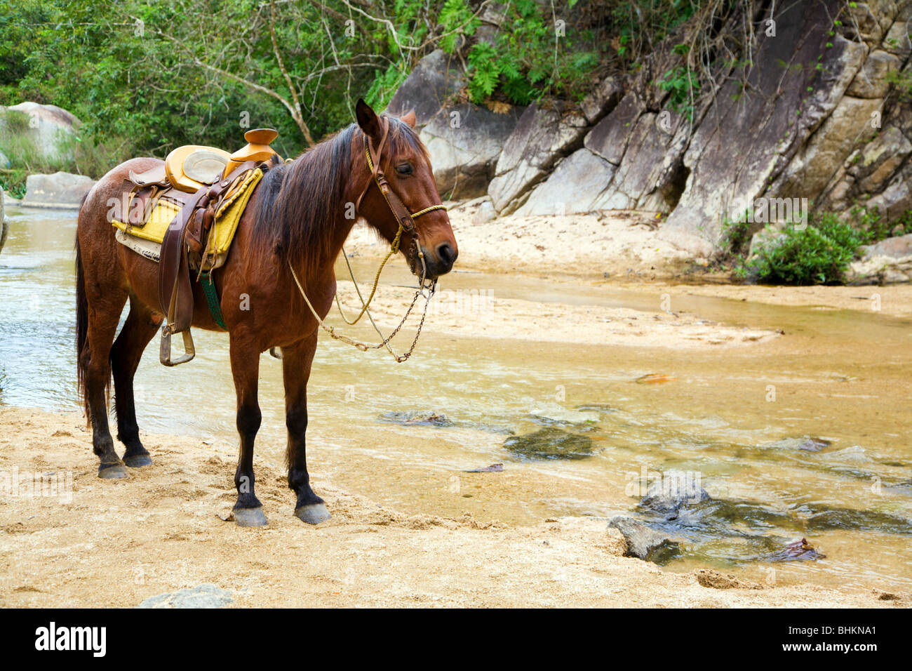 Saddle mule hi-res stock photography and images - Alamy
