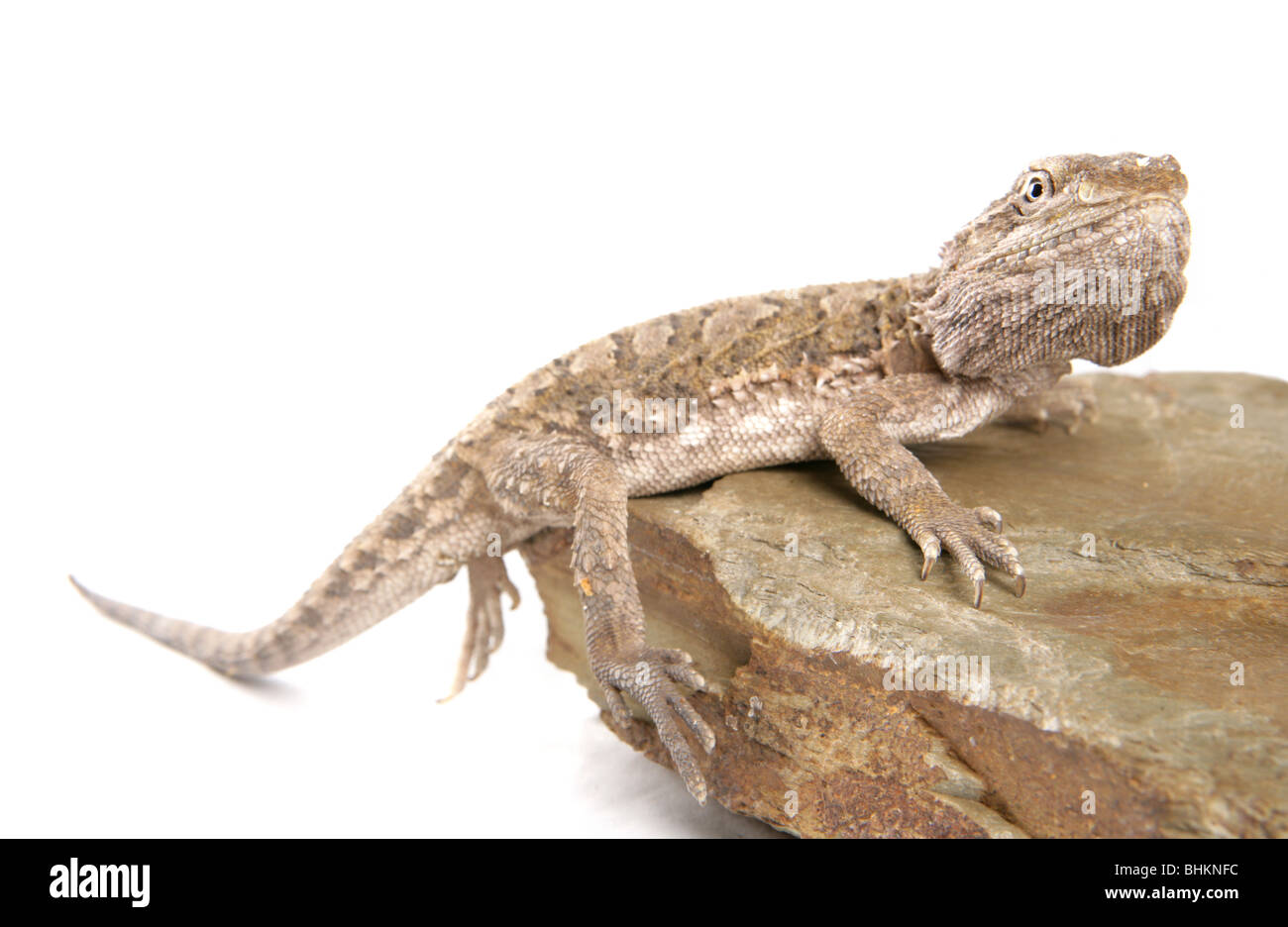 Dwarf bearded dragon hi-res stock photography and images - Alamy