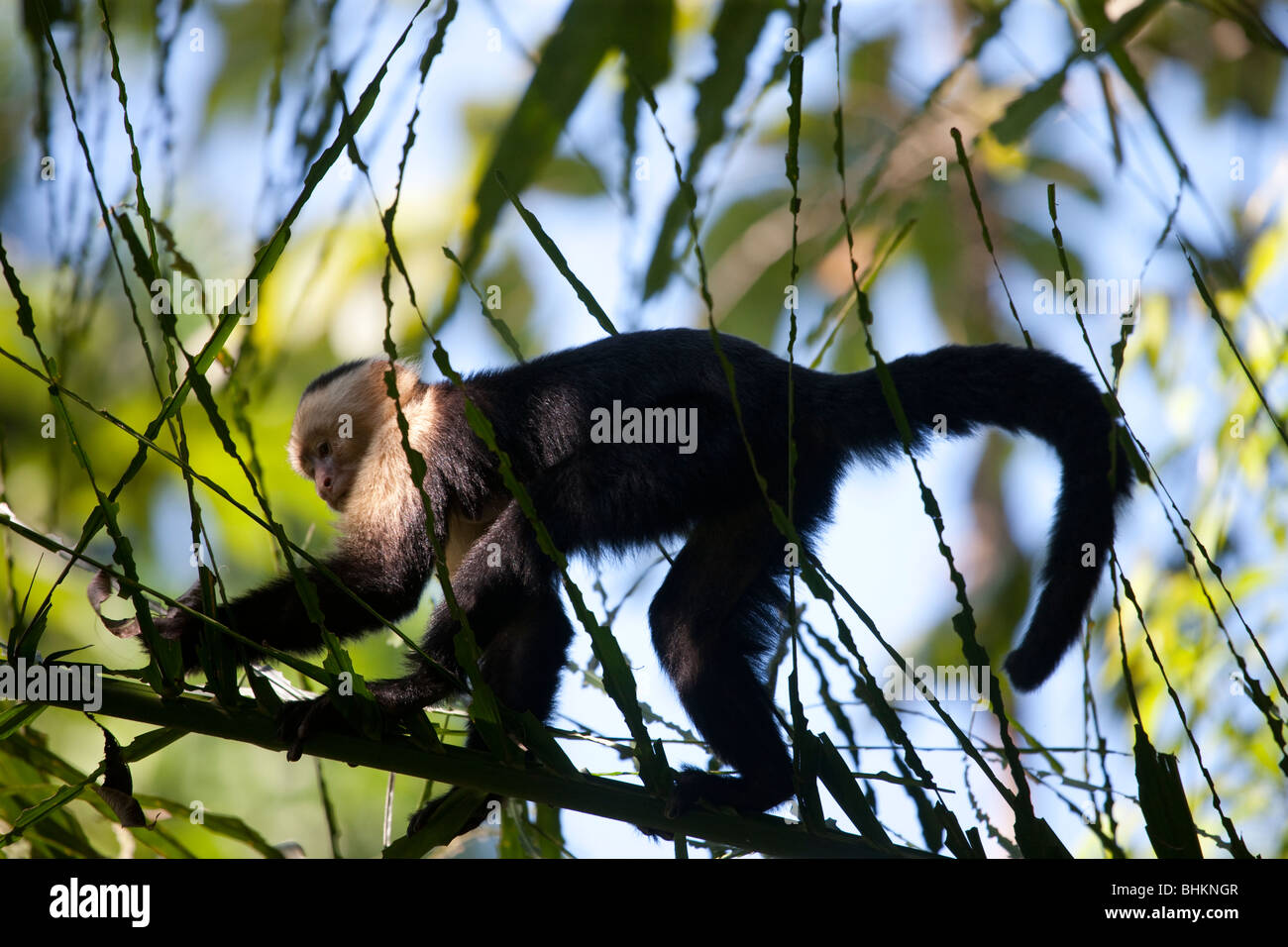 White-headed Capuchin Monkey at Hacienda Baru, Costa Rica Stock Photo ...