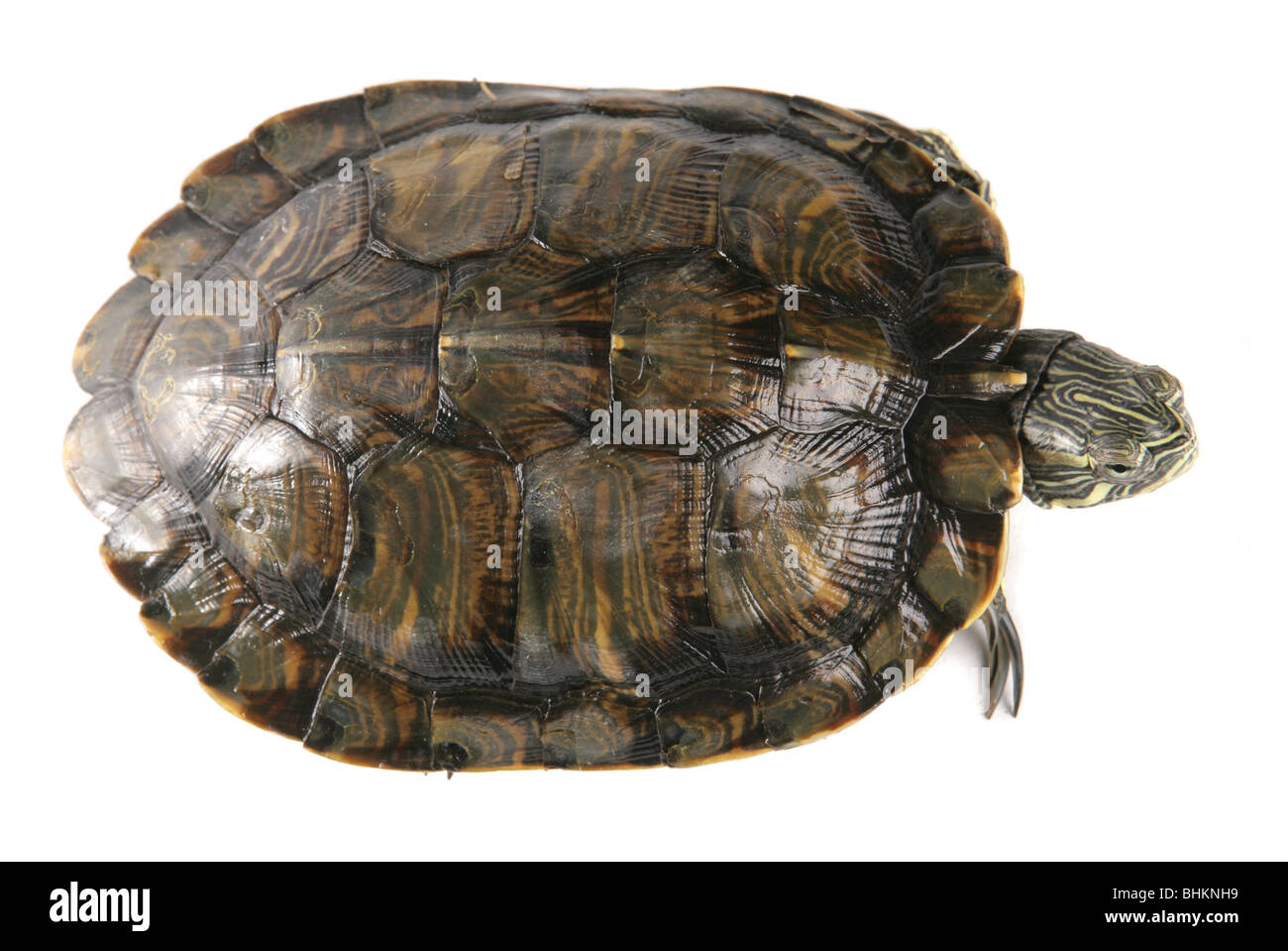 Red-eared slider Trachemys scripta elegans Portrait of single adult ...