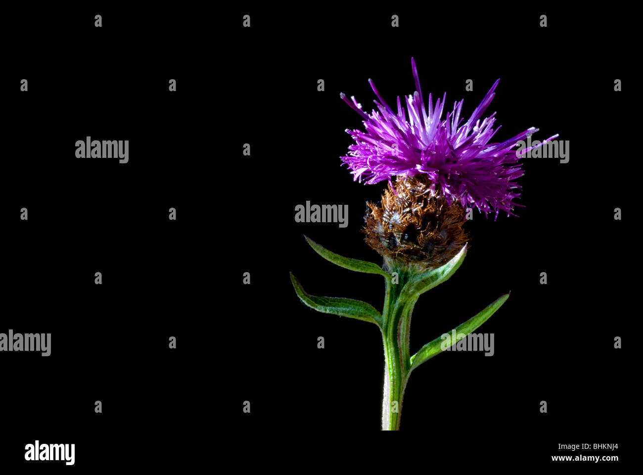 Common Knapweed Centaurea nigra Stock Photo - Alamy