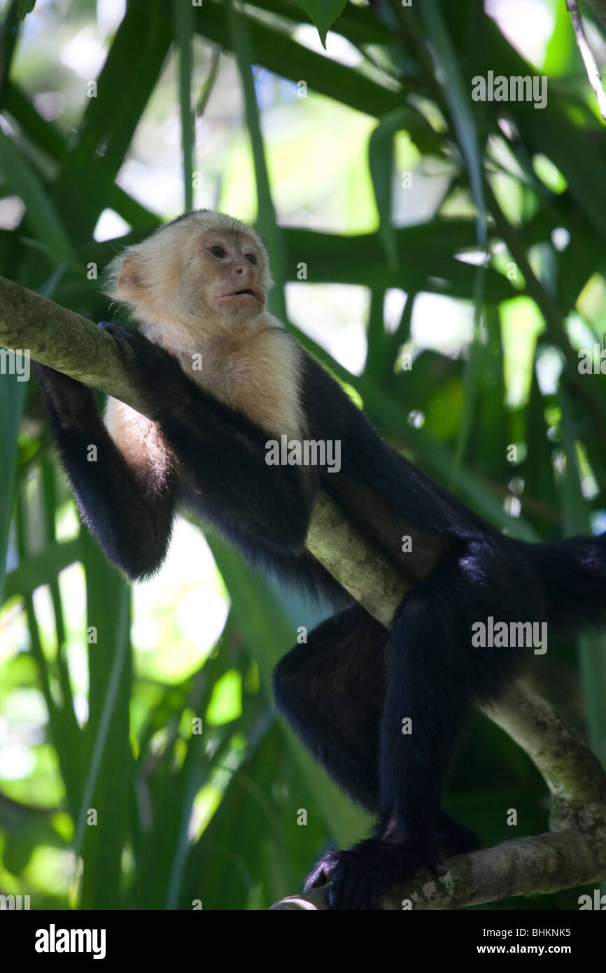 White headed capuchin monkey hi-res stock photography and images - Alamy