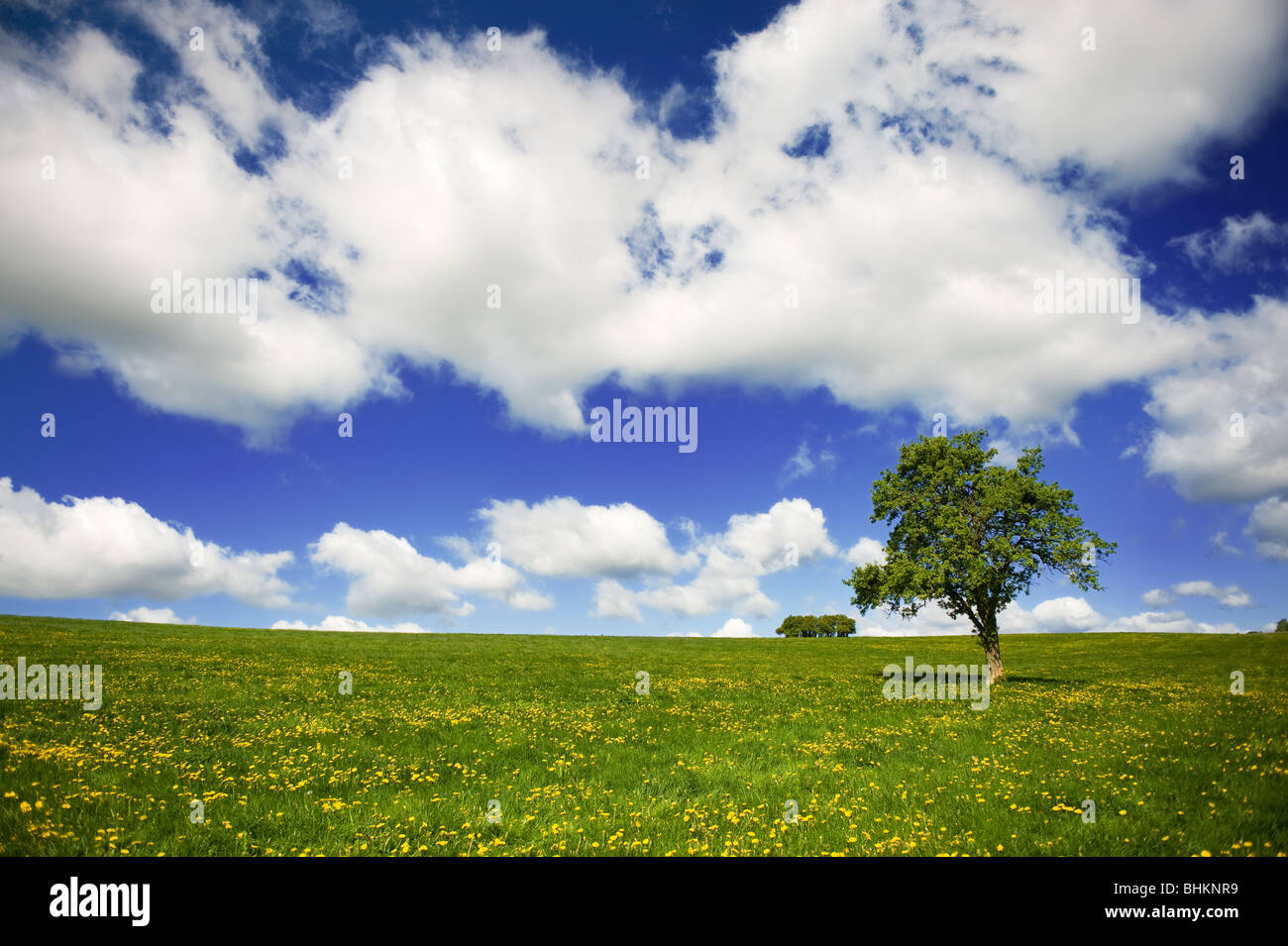 Tree in landscape Stock Photo - Alamy